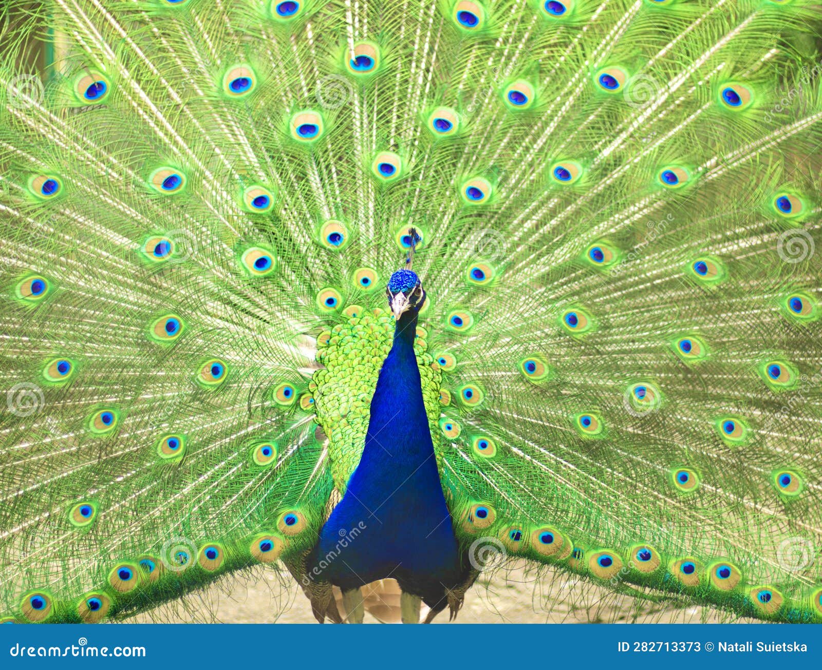 Male Indian Peacock Showing Its Tail An Open Tail With Bright Feathers Stock Image Image Of