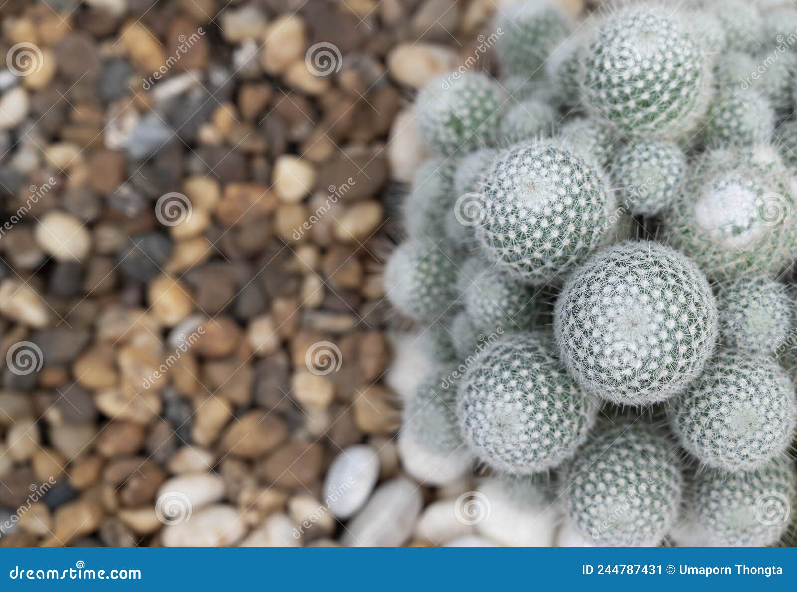 Selective Focus of Mammillaria Cactus Clumping with Round-shaped and ...