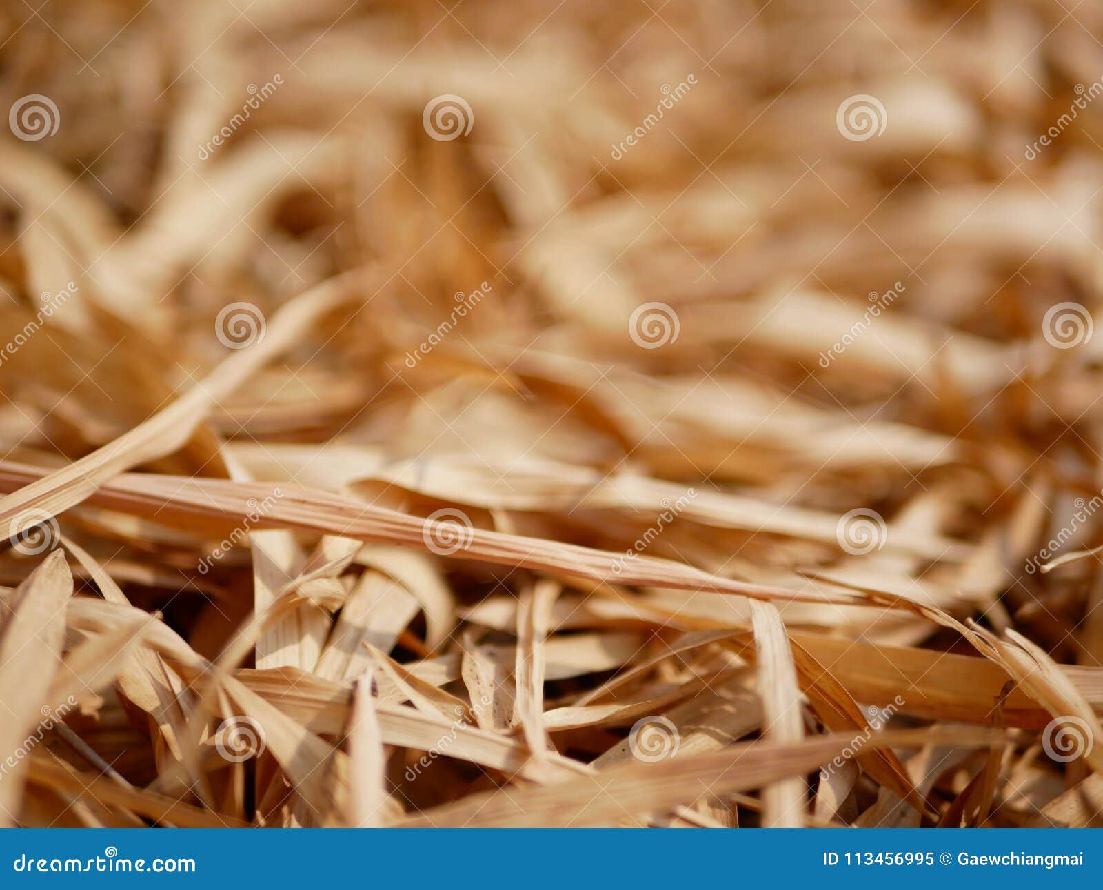 Selective Focus of Dry Bamboo Leaves on the Ground Stock Image - Image ...