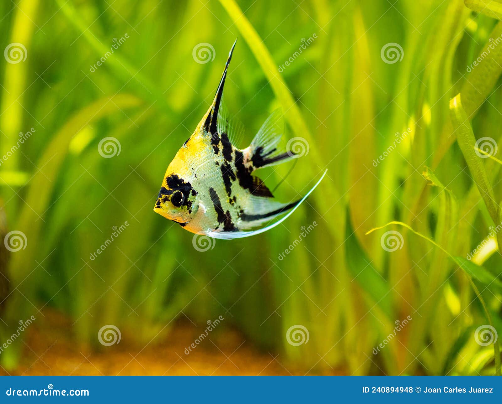 Orange Marble Angelfish