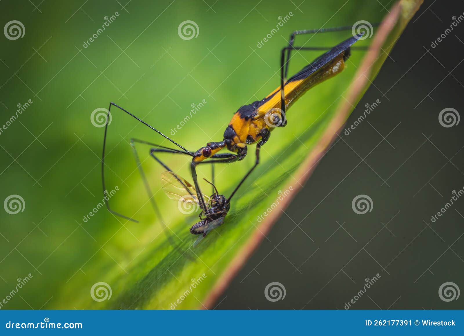 Selective Focus of a Milkweed Assassin Bug Killing a Fly on a Leaf with ...