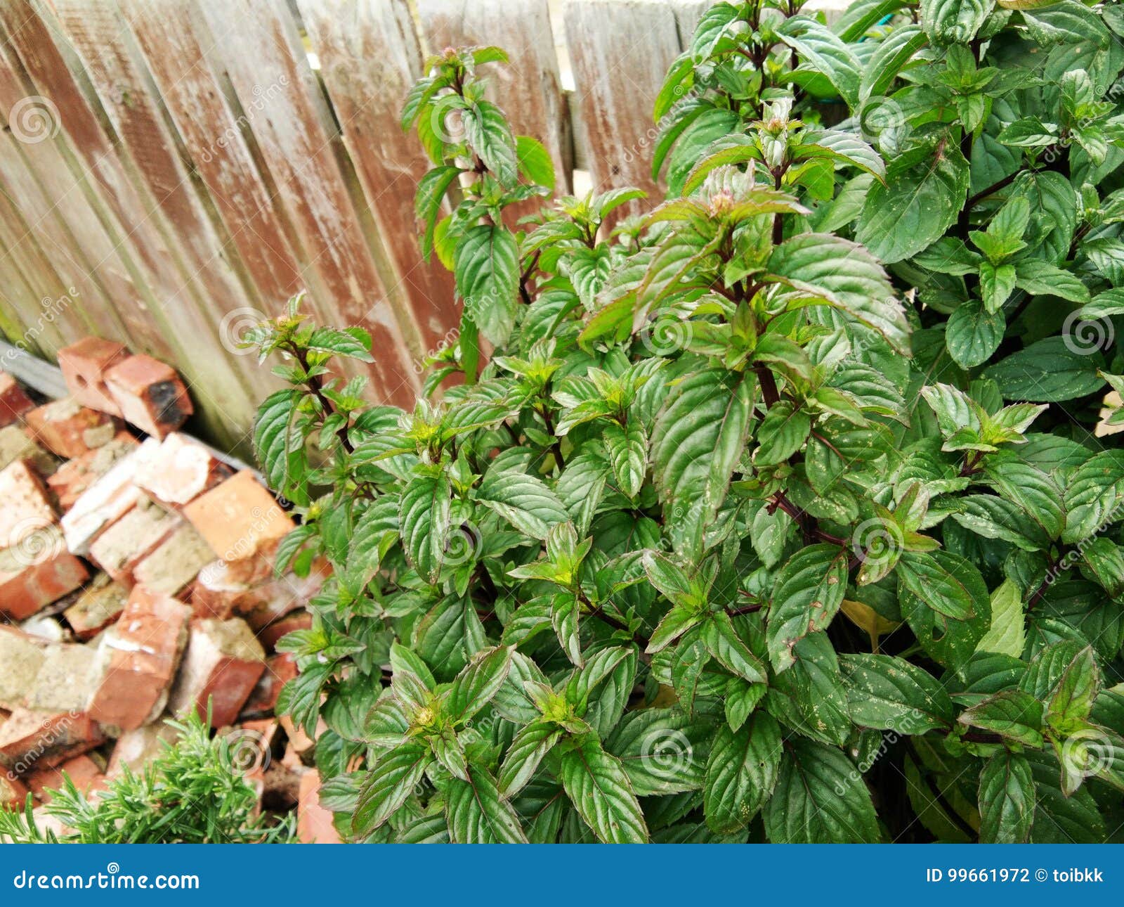 Mint stock photo. Image of bush, branches, sweet, line - 99661972