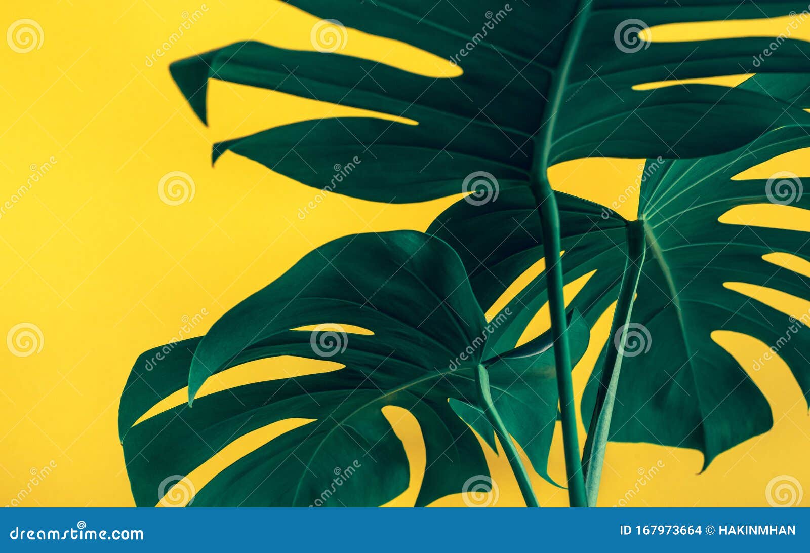 Selective Focus of Monstera Leaves Leaf on Colorful for Decorating ...