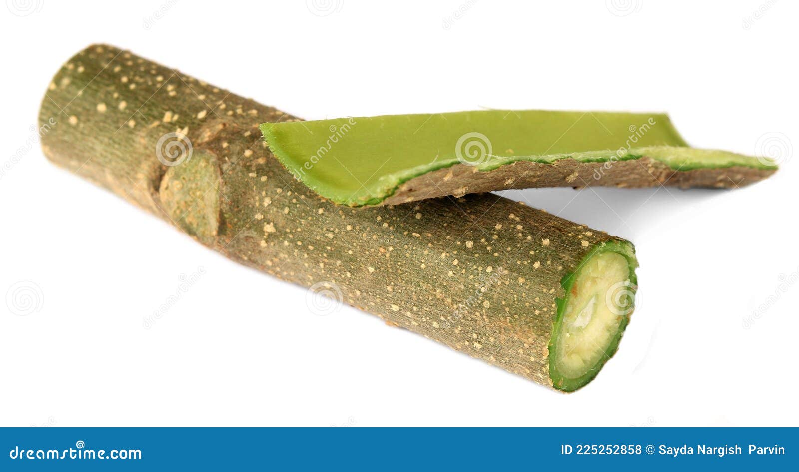 Selective Focus of Moringa Oleifera Tree Bark Over White Background ...