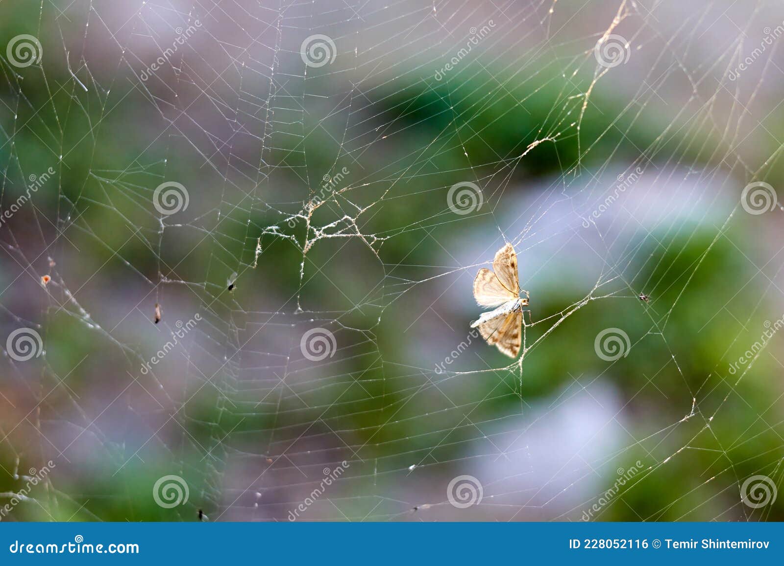 Selective Focus on a Moth Caught in a Spider S Web Stock Photo - Image ...