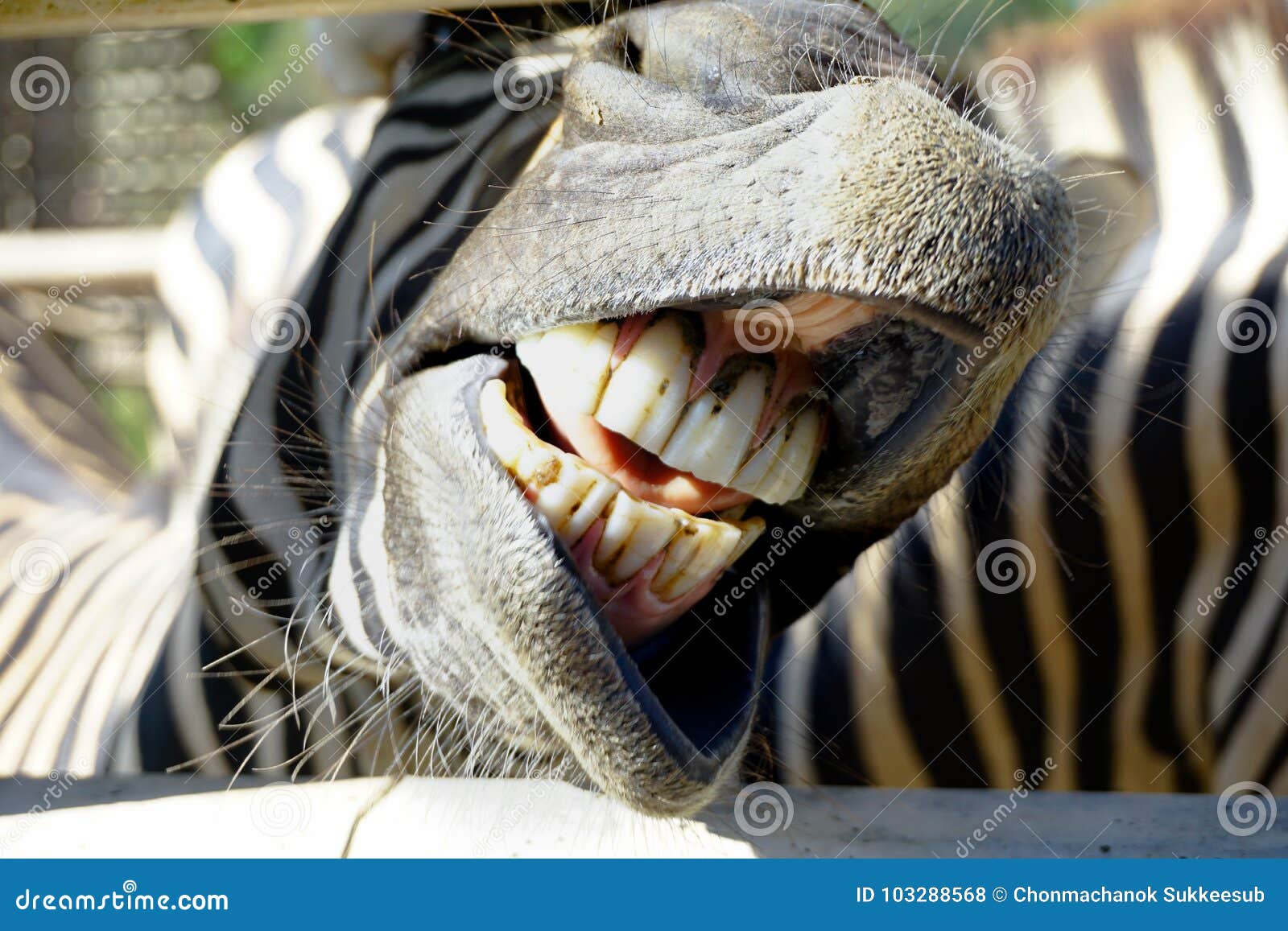 558 Teeth Zebra Photos - Free & Royalty-Free Stock Photos from Dreamstime