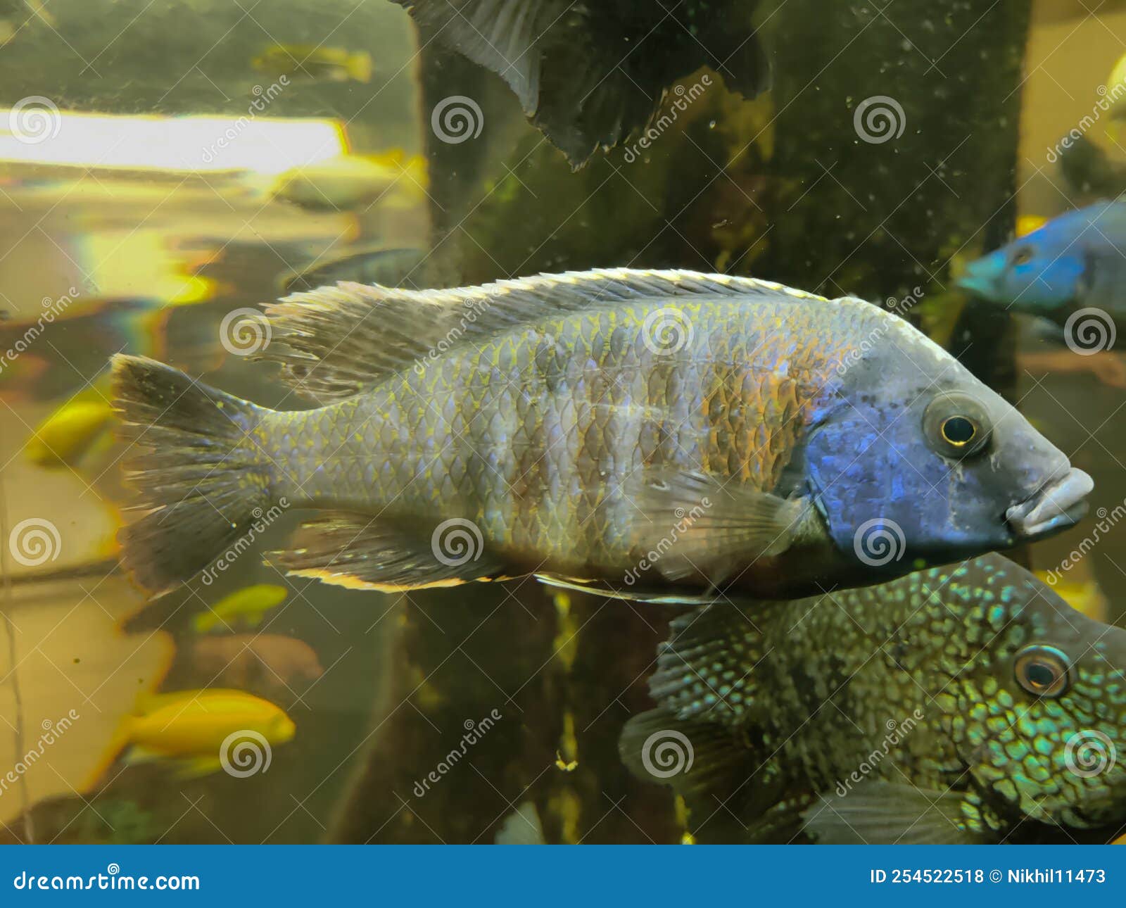 Selective Focus of Nimbochromis Polystigma Fish in a Aquarium Pond ...