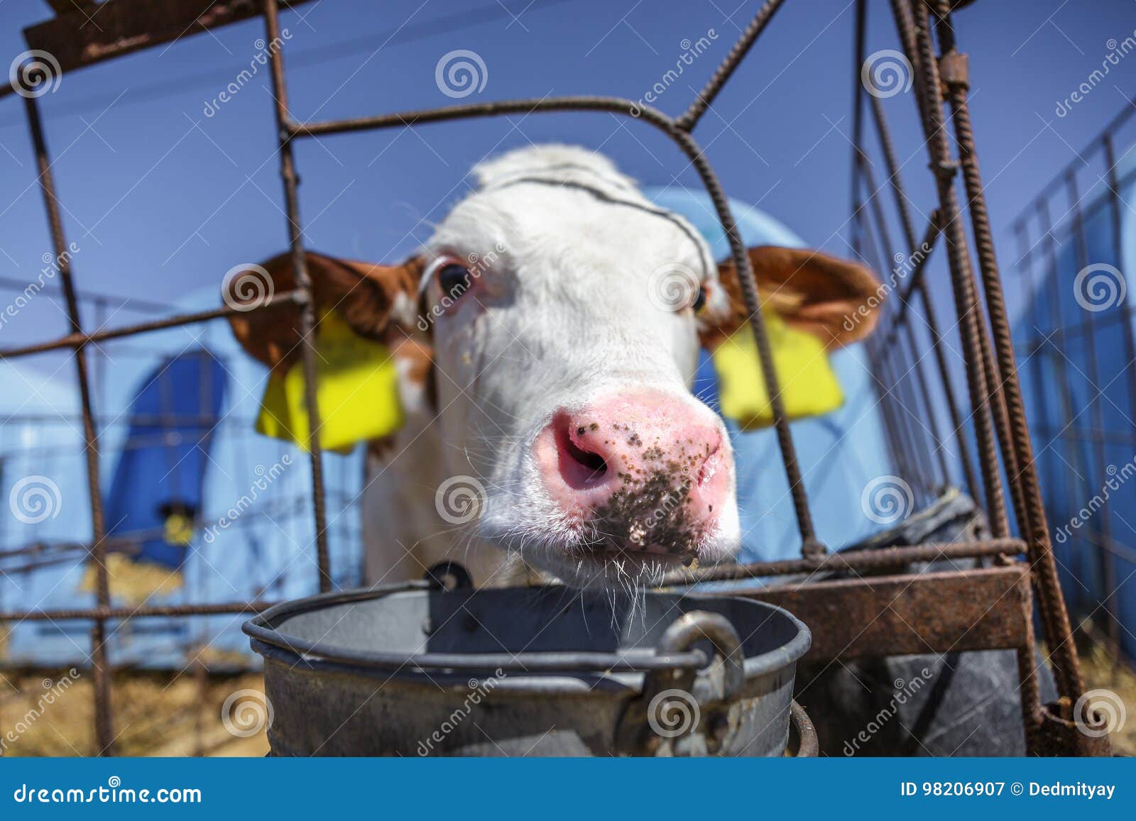 Selective Focus on the Nose of Young Calf`s Muzzle Stock Image - Image ...