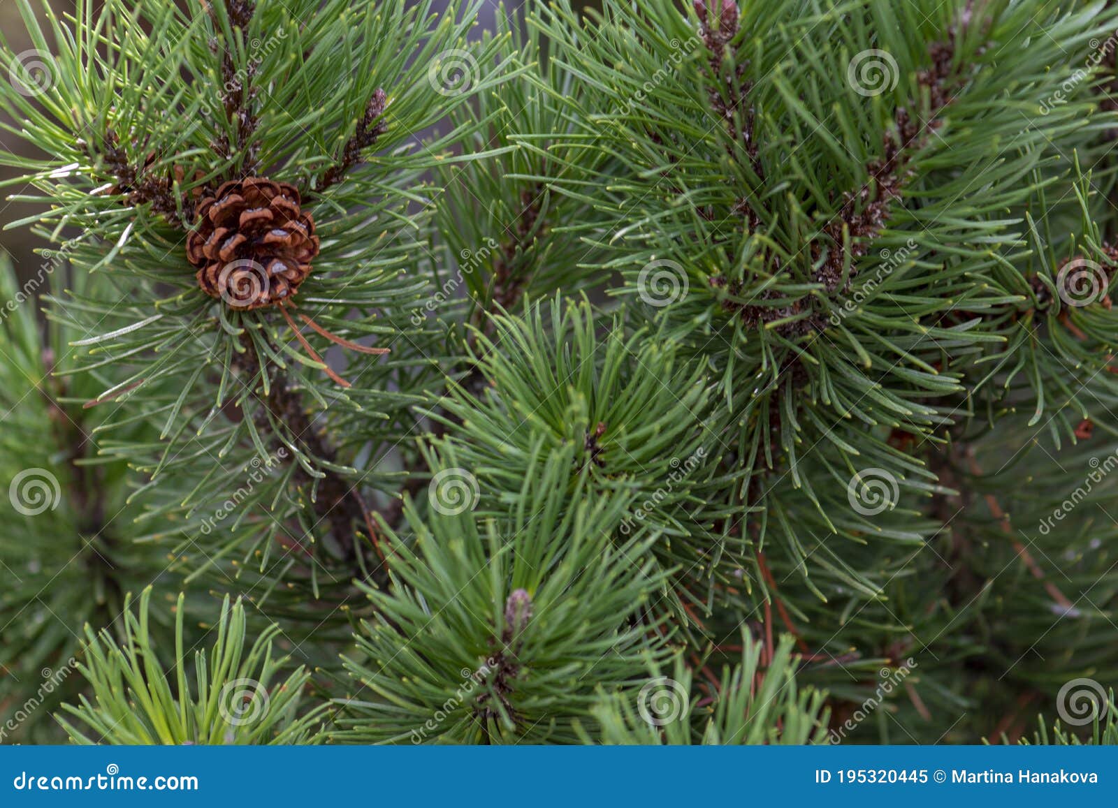 Selective Focus on Open Pine Cone on a Pine Tree of Firtree in the Wild ...