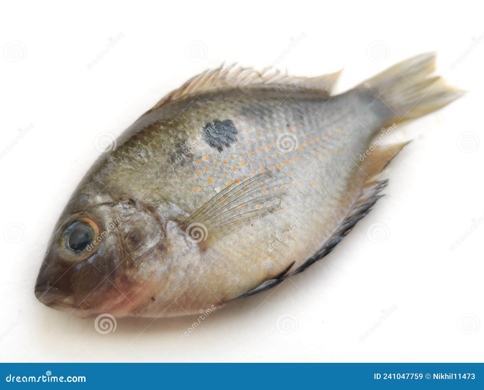 Selective Focus of Orange Chromide Pallathi Isolated on White ...