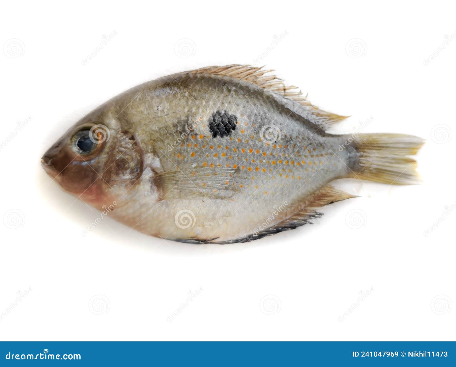 Selective Focus of Orange Chromide Pallathi Isolated on White ...