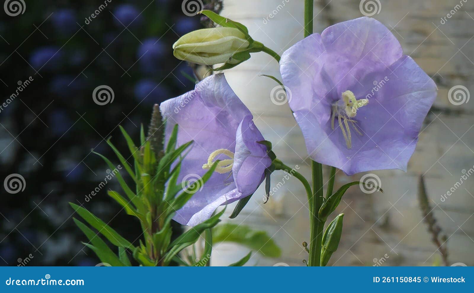 Selective Focus of Peach-leaved Bellflower (Campanula Persicifolia ...