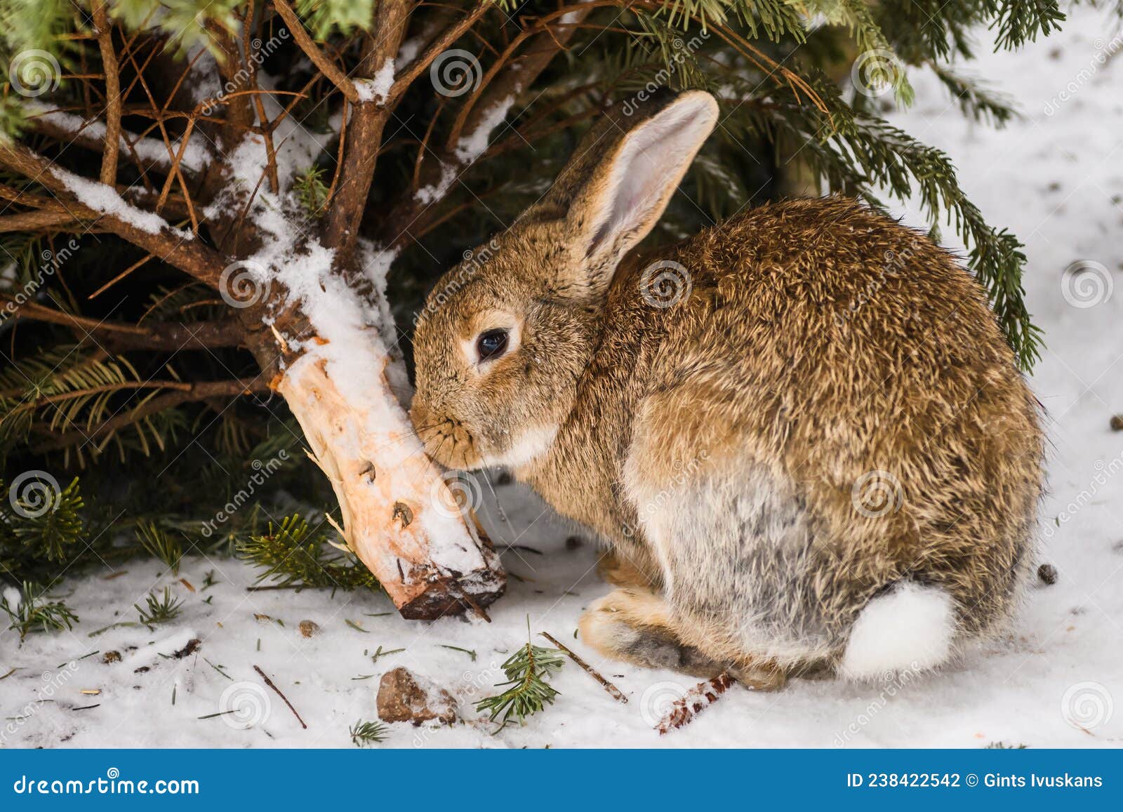 Brown rabbit in the snow stock photo. Image of tree - 238422542