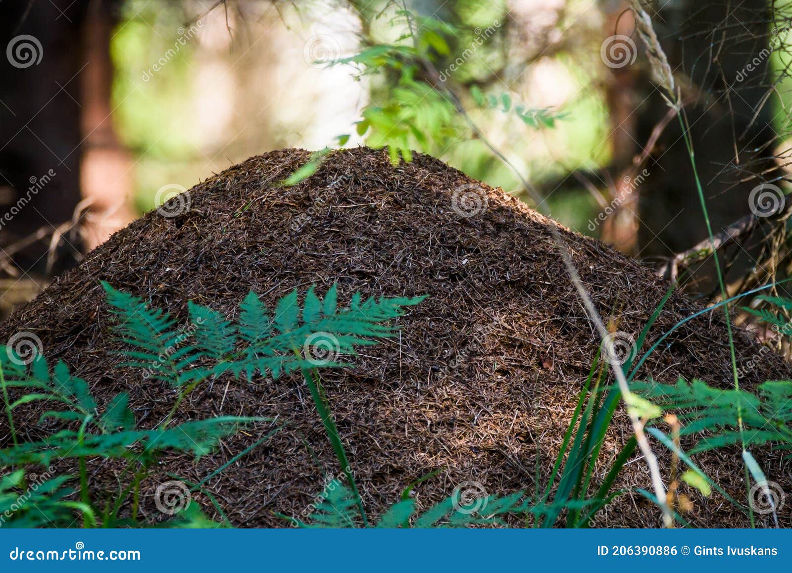 Huge ant hill in forest stock photo. Image of anthill - 206390886