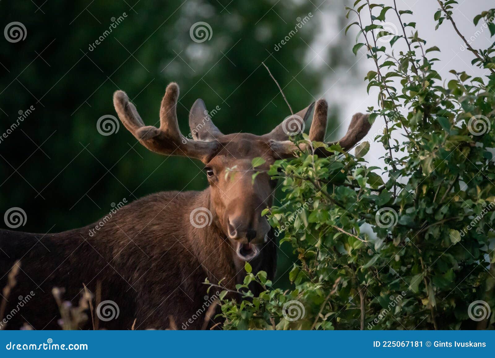 Moose Animal Eating Apple Tree Stock Image - Image of animal, baltic ...