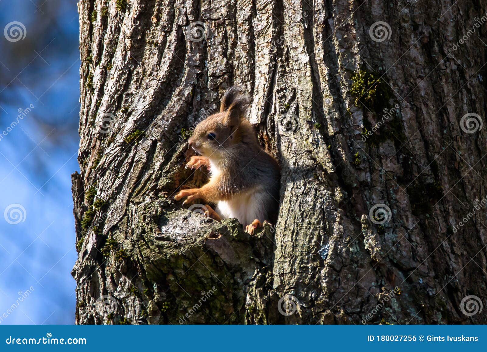 Squirrel Looks Out of Tree Cavity Stock Photo - Image of habitat ...