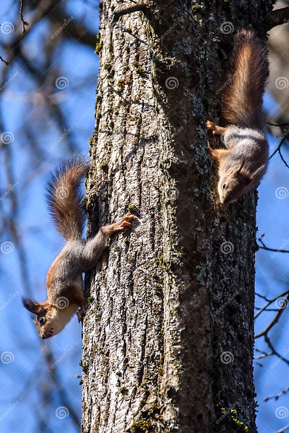 Two Squirrels on Tree Trunk. Stock Image - Image of branch, squirrel ...