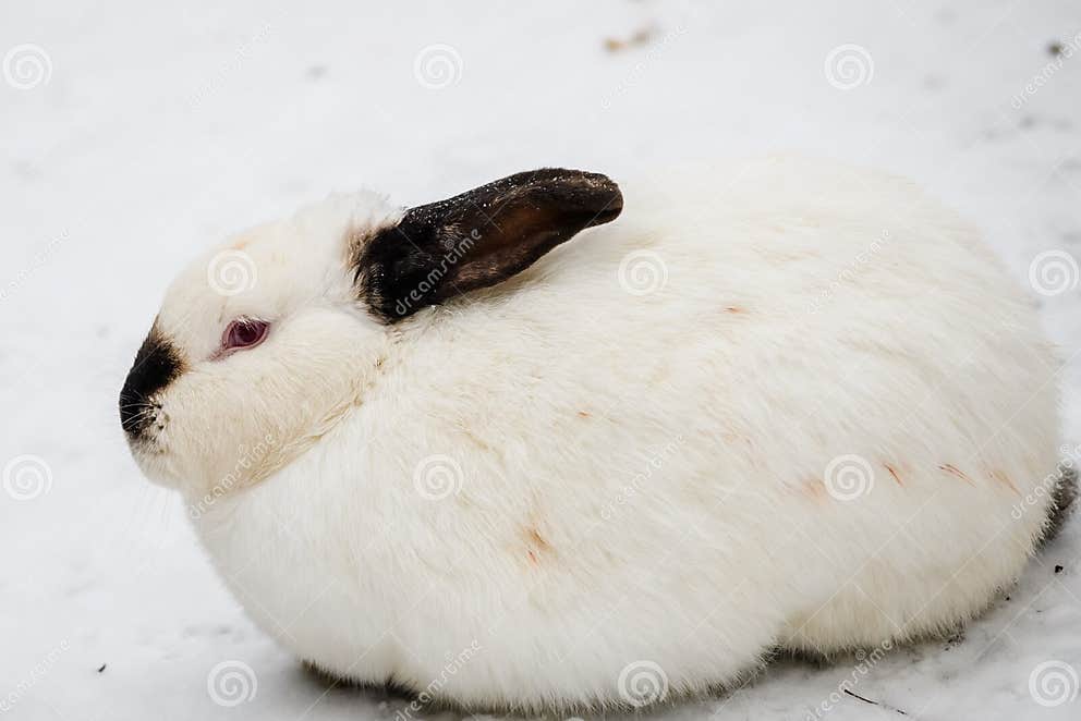 White rabbit in the snow stock photo. Image of selective - 238408666