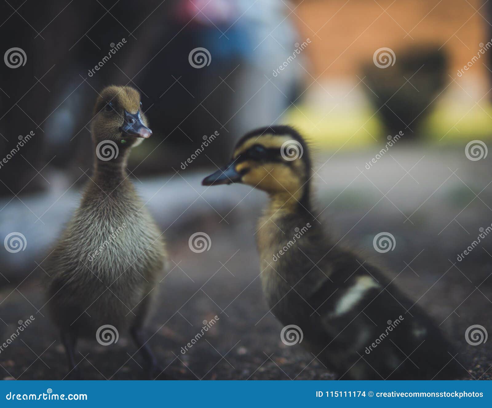 Selective Focus Photography Of Ducks Picture. Image: 115111174