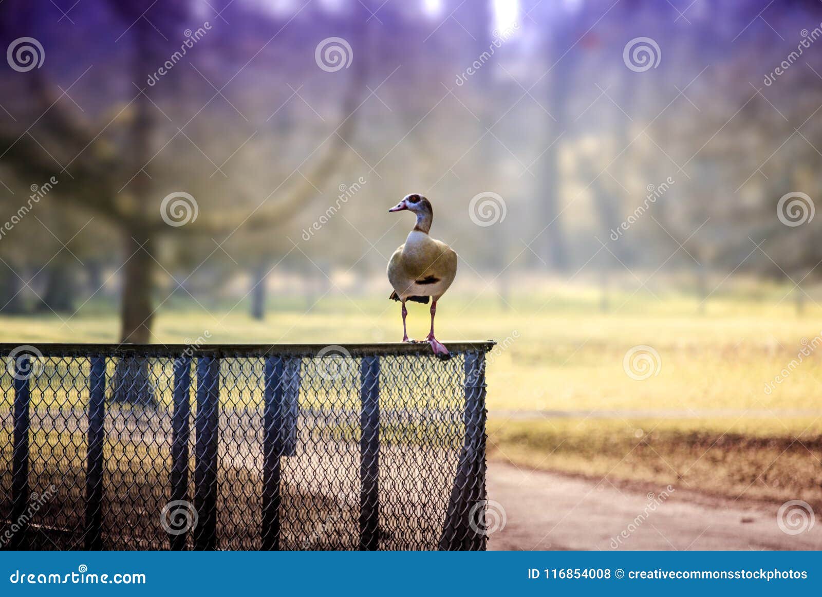Selective Focus Photography Of Goose Perched On Chain Link Fence ...