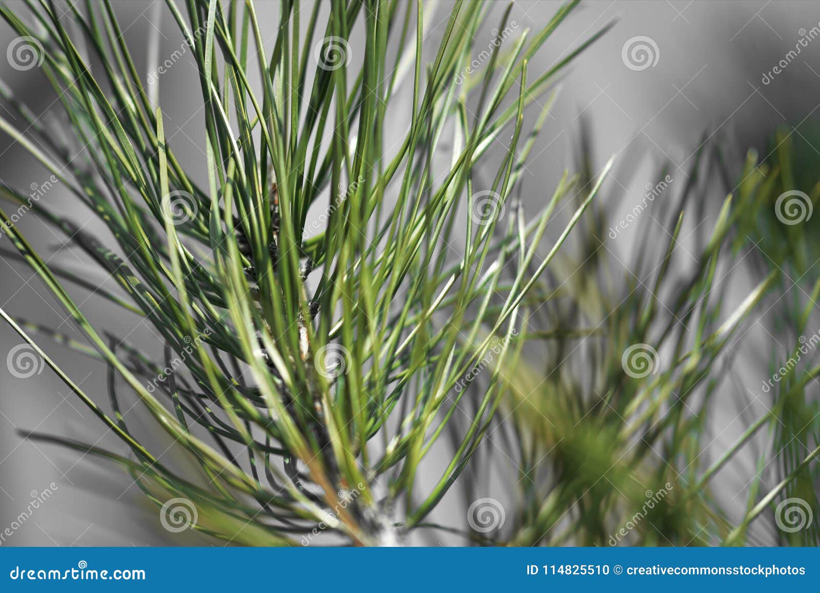 Selective Focus Photography Of Linear Leaf Plant Picture. Image: 114825510