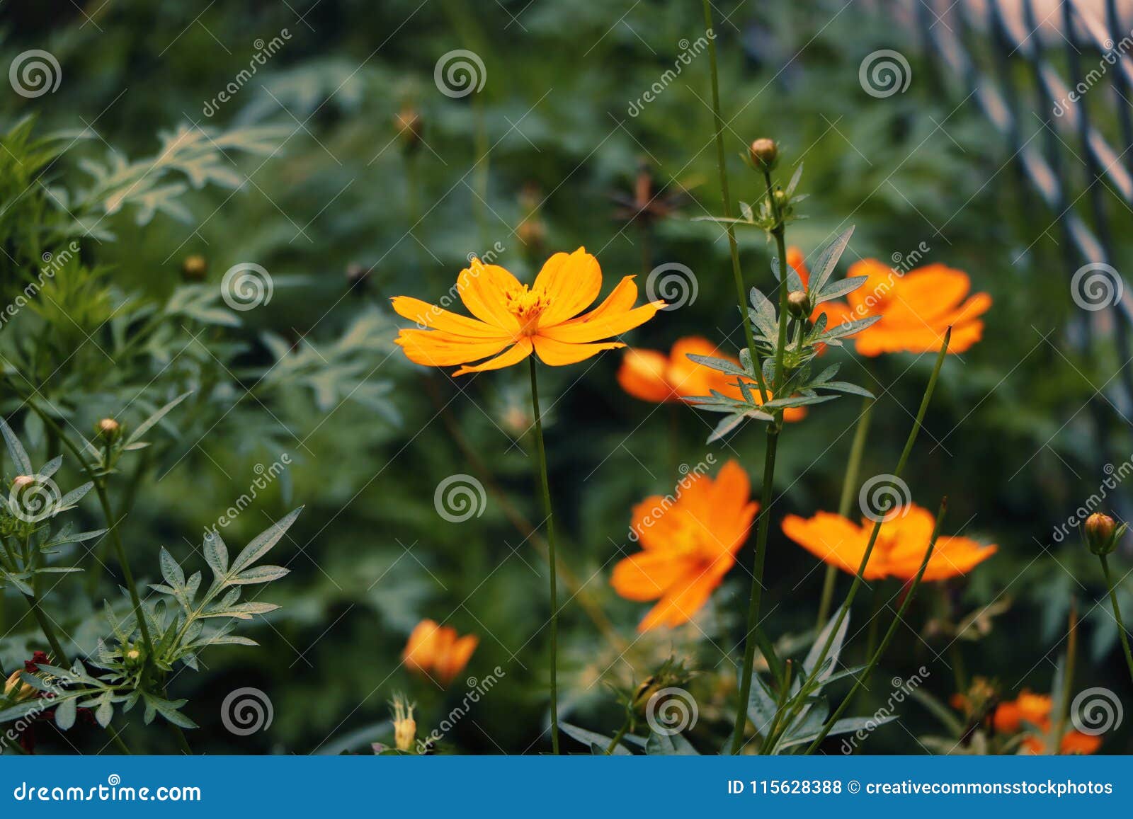 Selective Focus Photography Of Orange Sunroot Flowers Picture. Image ...