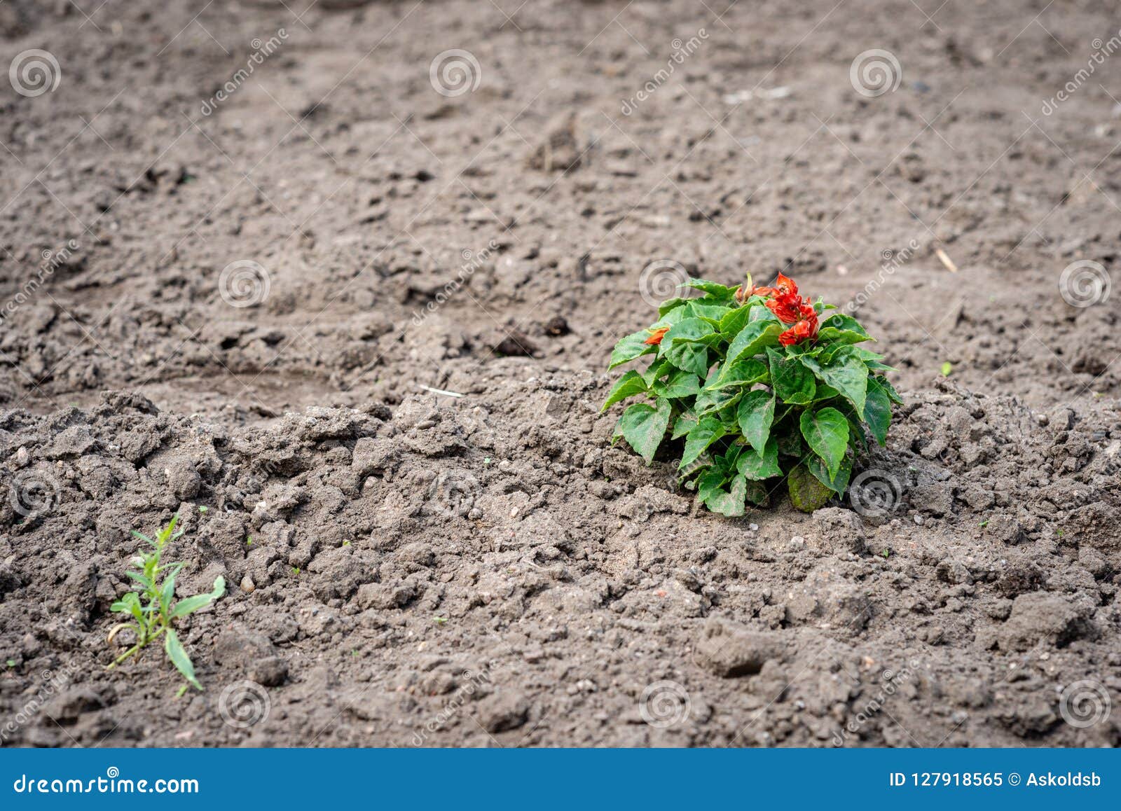 Selective Focus Photography. Treated Soil with a Lonely Plant. Stock ...