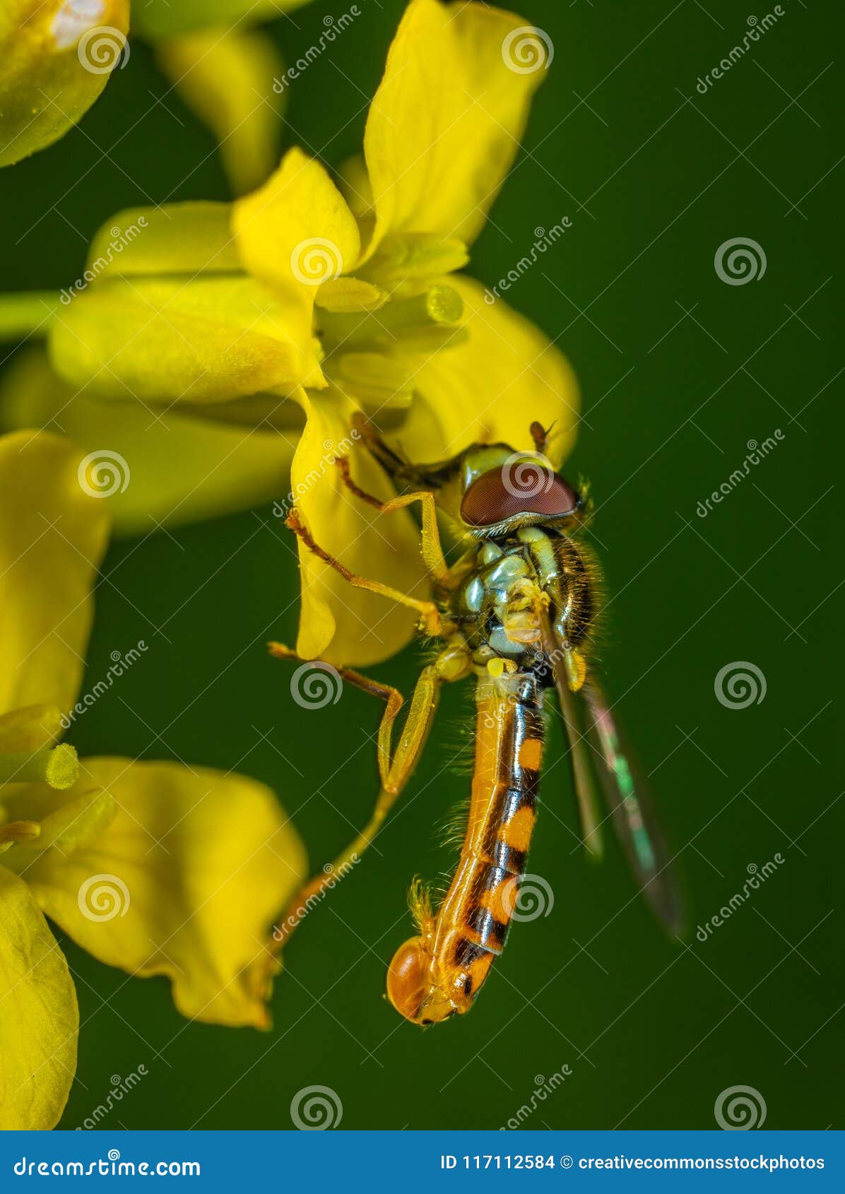 Selective Focus Photography Of Yellow Robber Fly Perched On Yellow ...