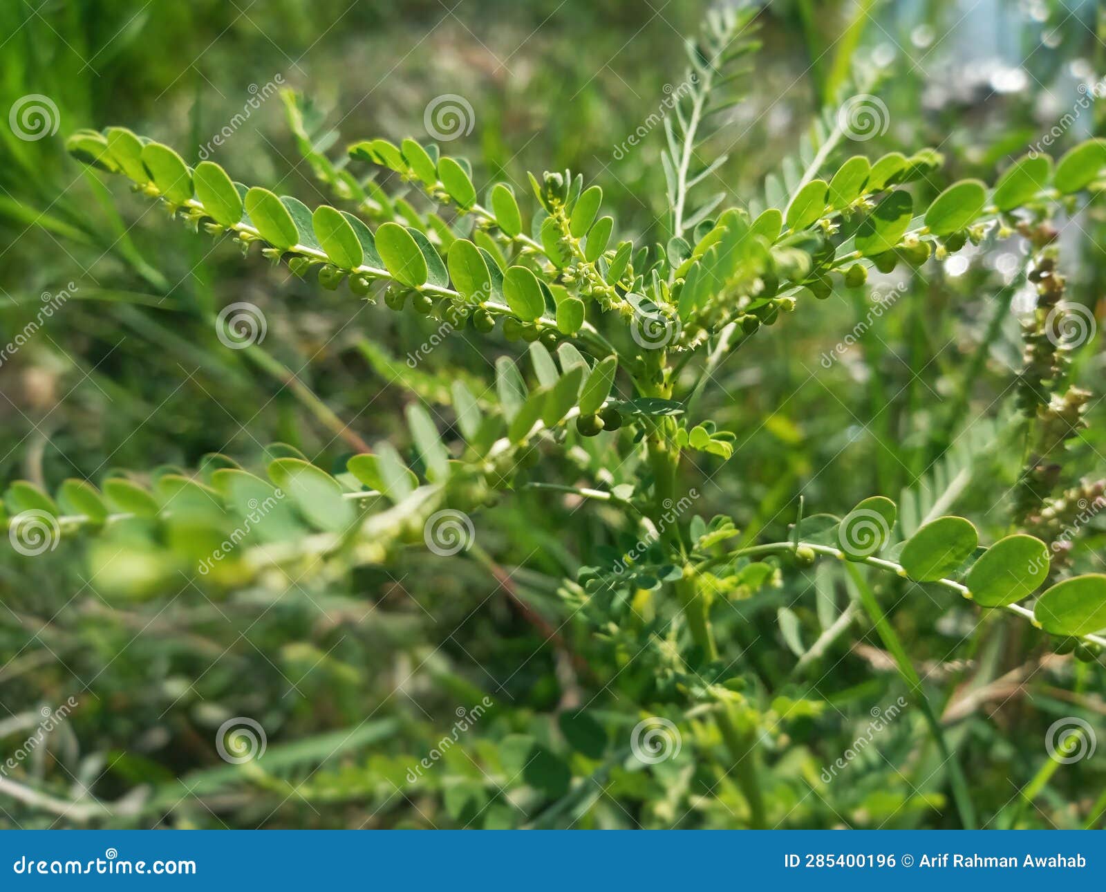 Selective Focus of Phyllanthus Niruri or Gale of the Wind Plant at the ...