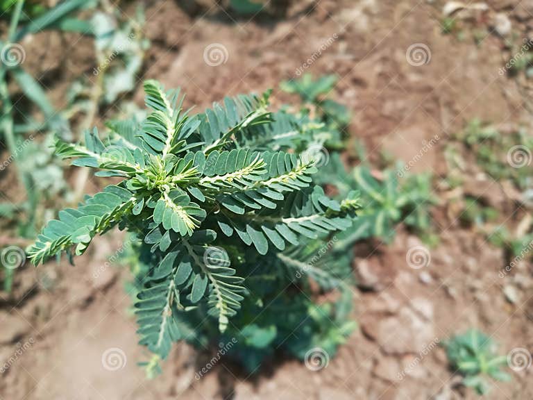 Selective Focus of Phyllanthus Niruri or Gale of the Wind Plant at the ...