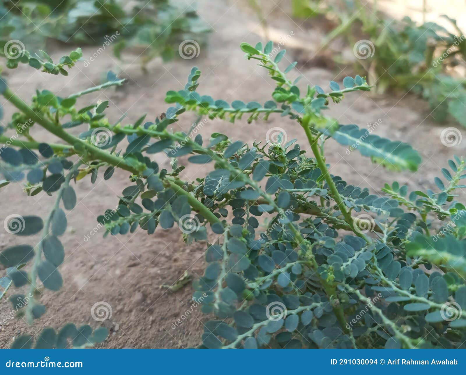 Selective Focus of Phyllanthus Niruri or Gale of the Wind Plant at the ...