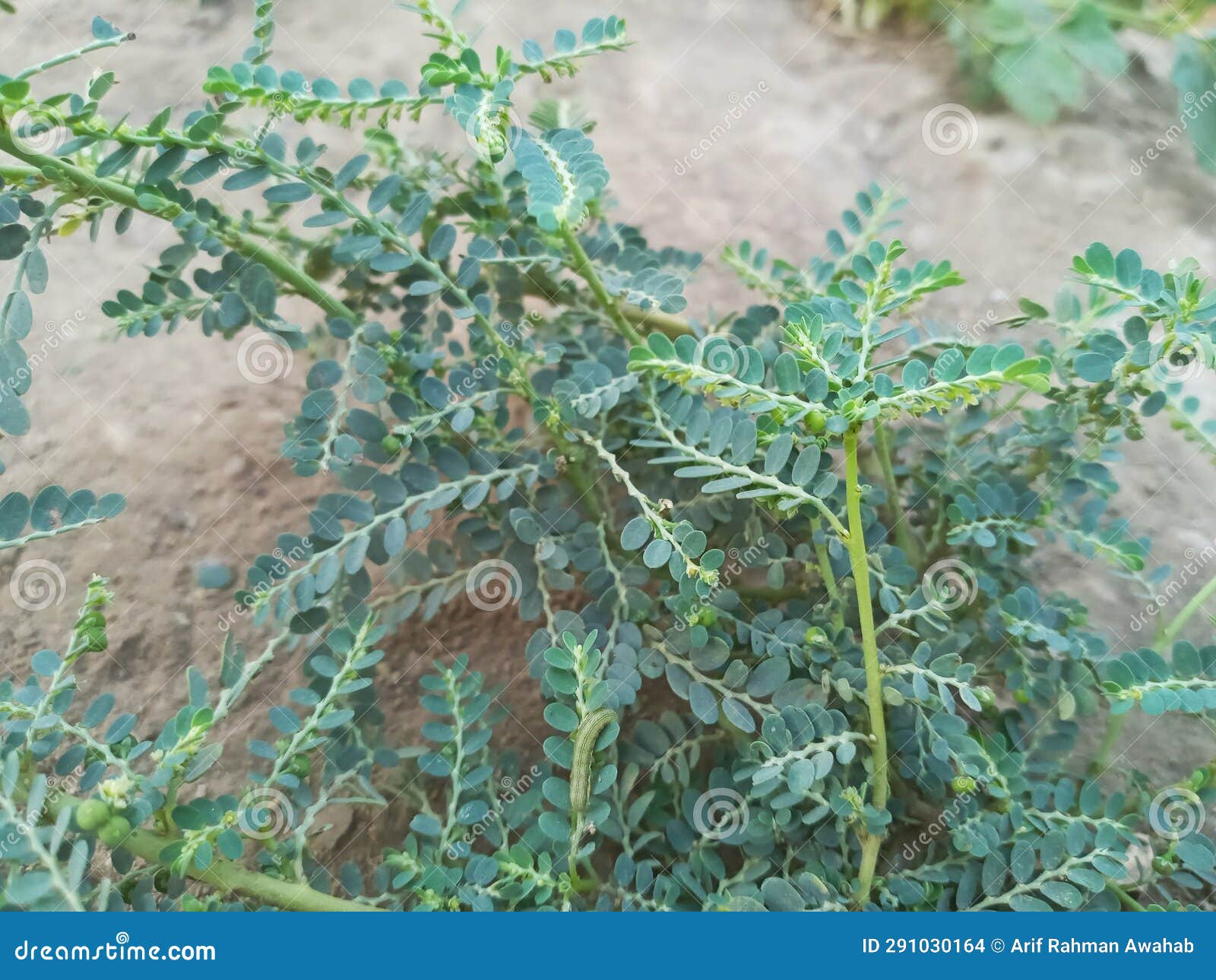Selective Focus of Phyllanthus Niruri or Gale of the Wind Plant at the ...