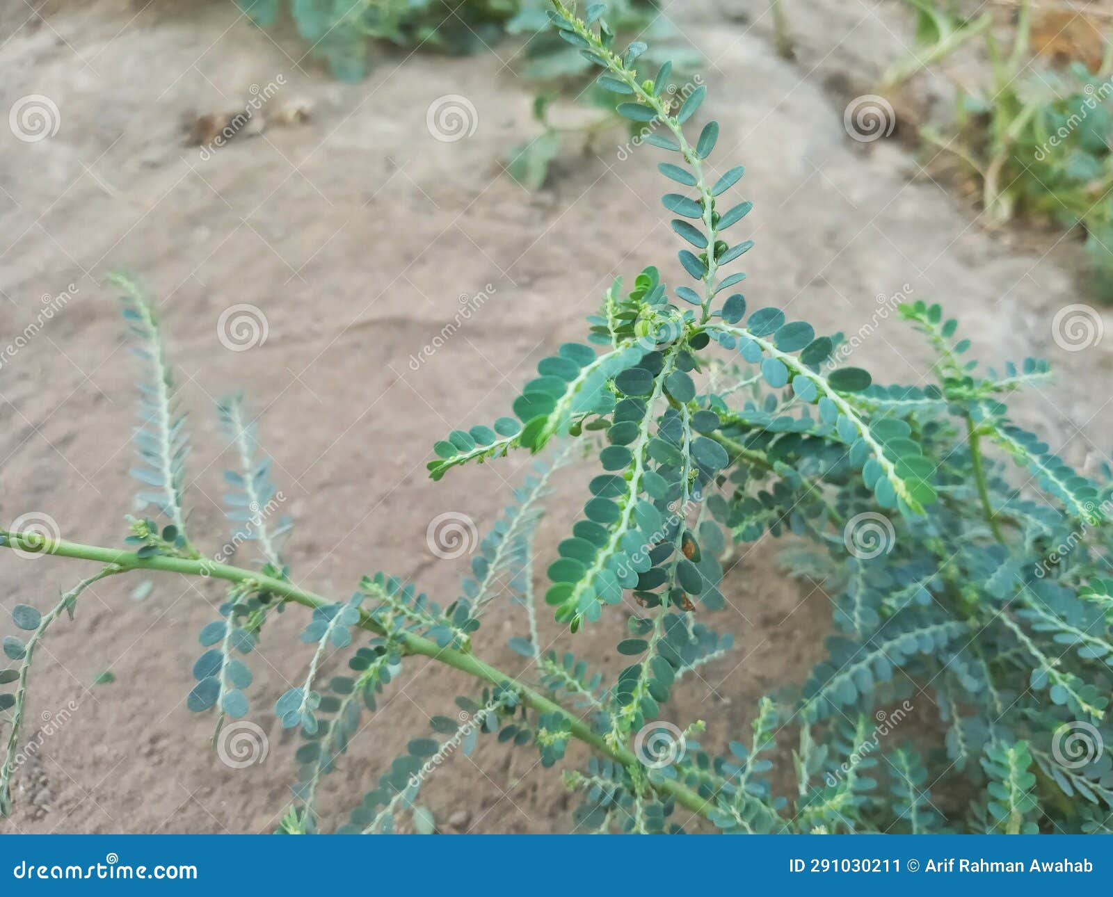 Selective Focus of Phyllanthus Niruri or Gale of the Wind Plant at the ...