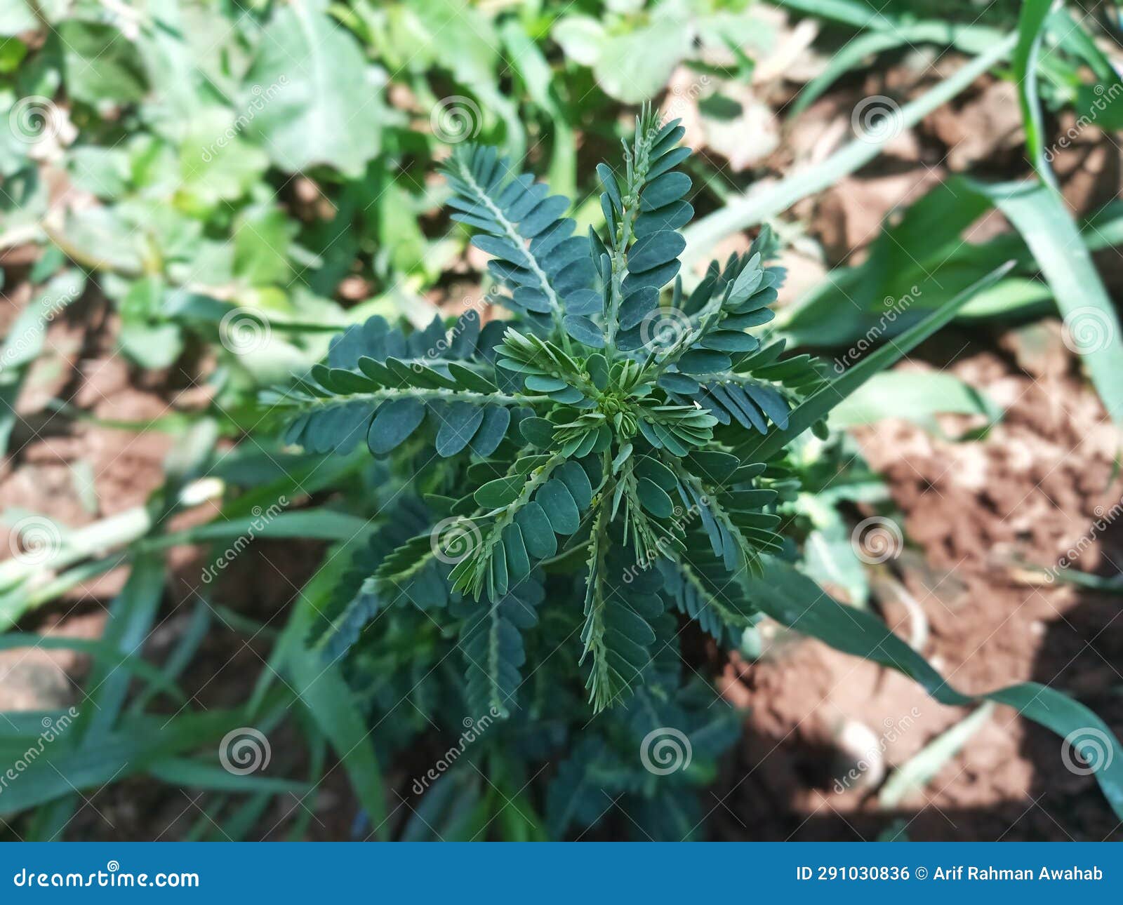 Selective Focus of Phyllanthus Niruri or Gale of the Wind Plant at the ...