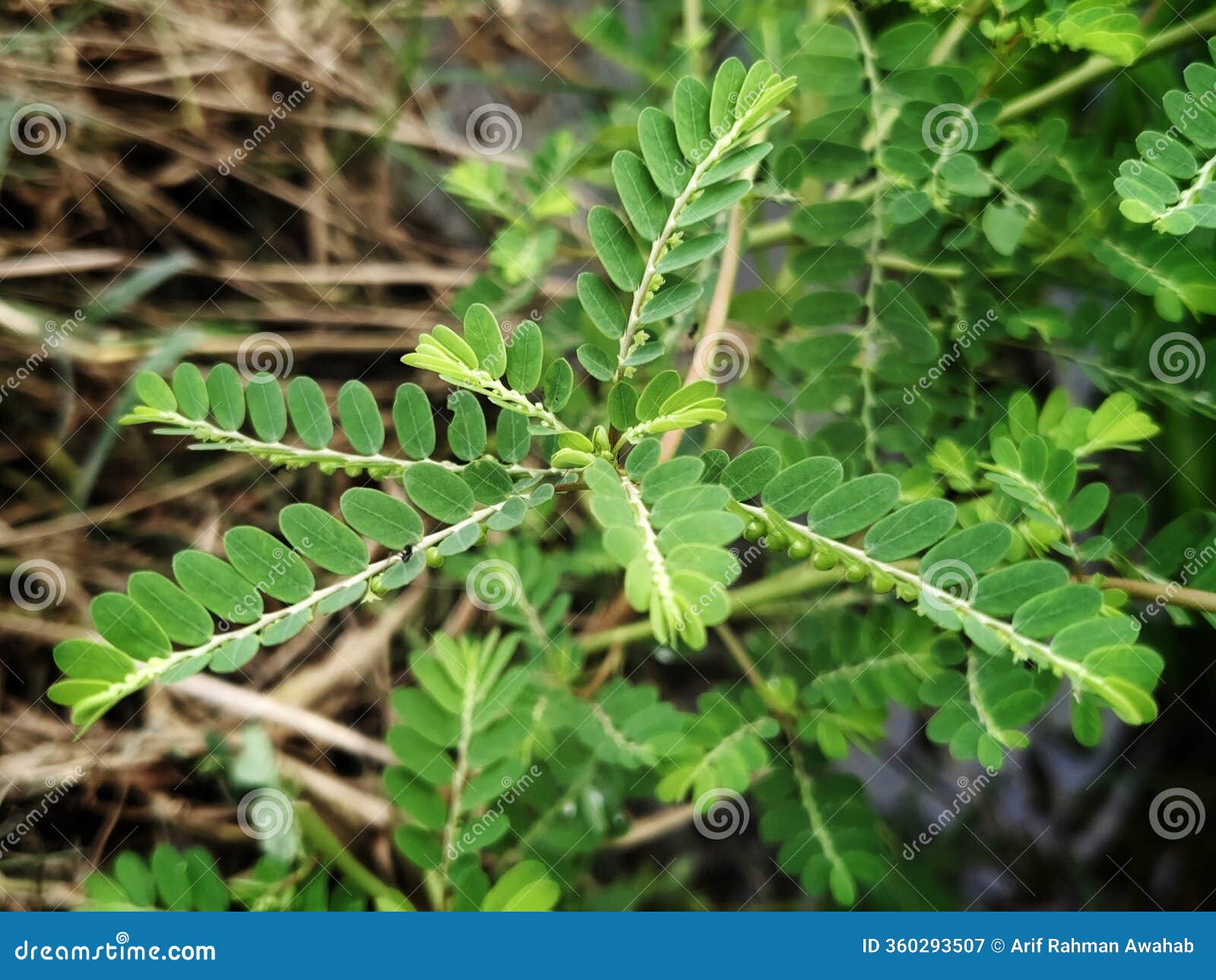 Selective Focus of Phyllanthus Niruri or Gale of the Wind Plant at the ...