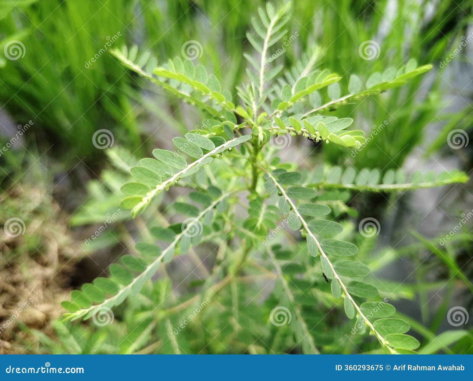 Selective Focus of Phyllanthus Niruri or Gale of the Wind Plant at the ...