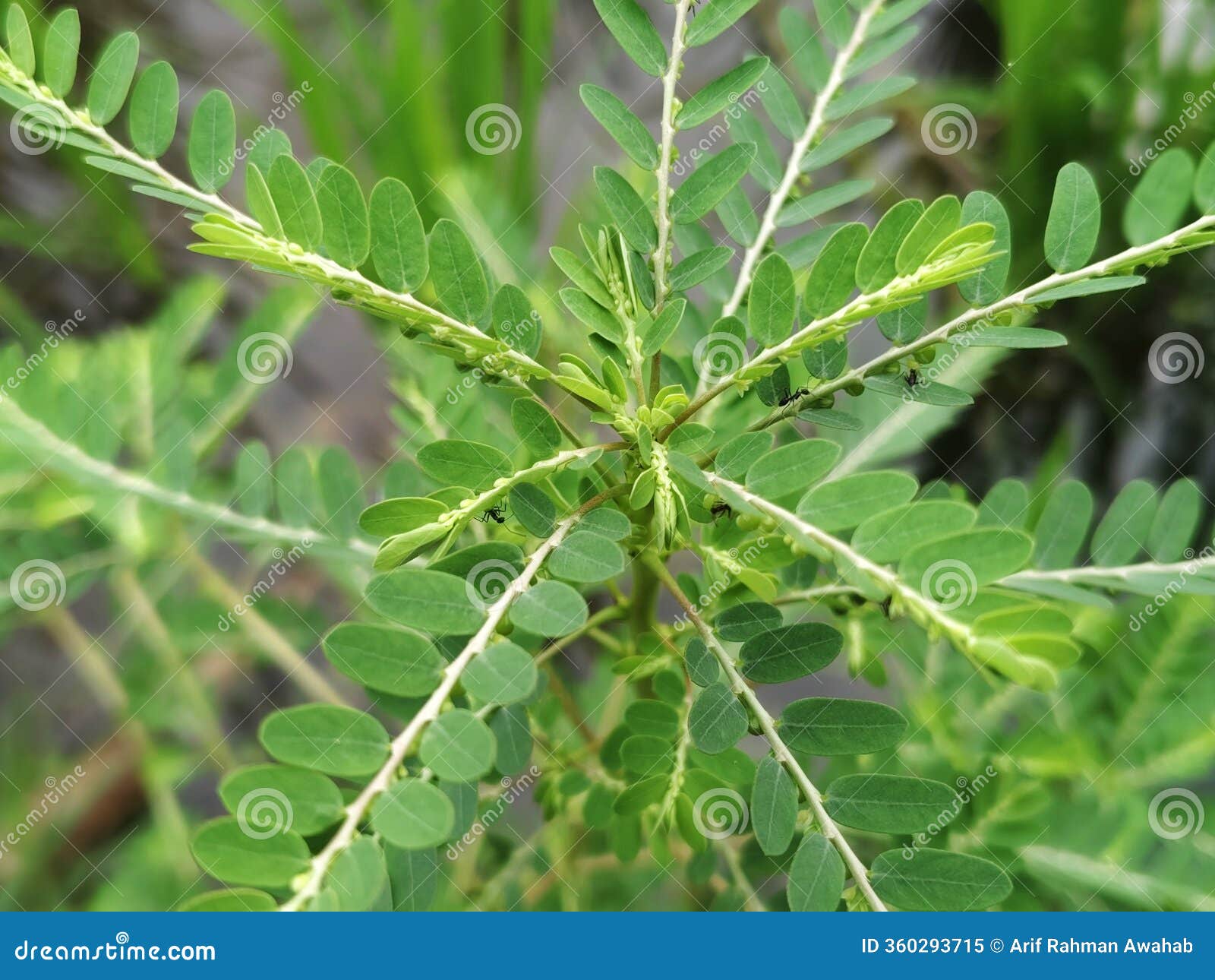 Selective Focus of Phyllanthus Niruri or Gale of the Wind Plant at the ...