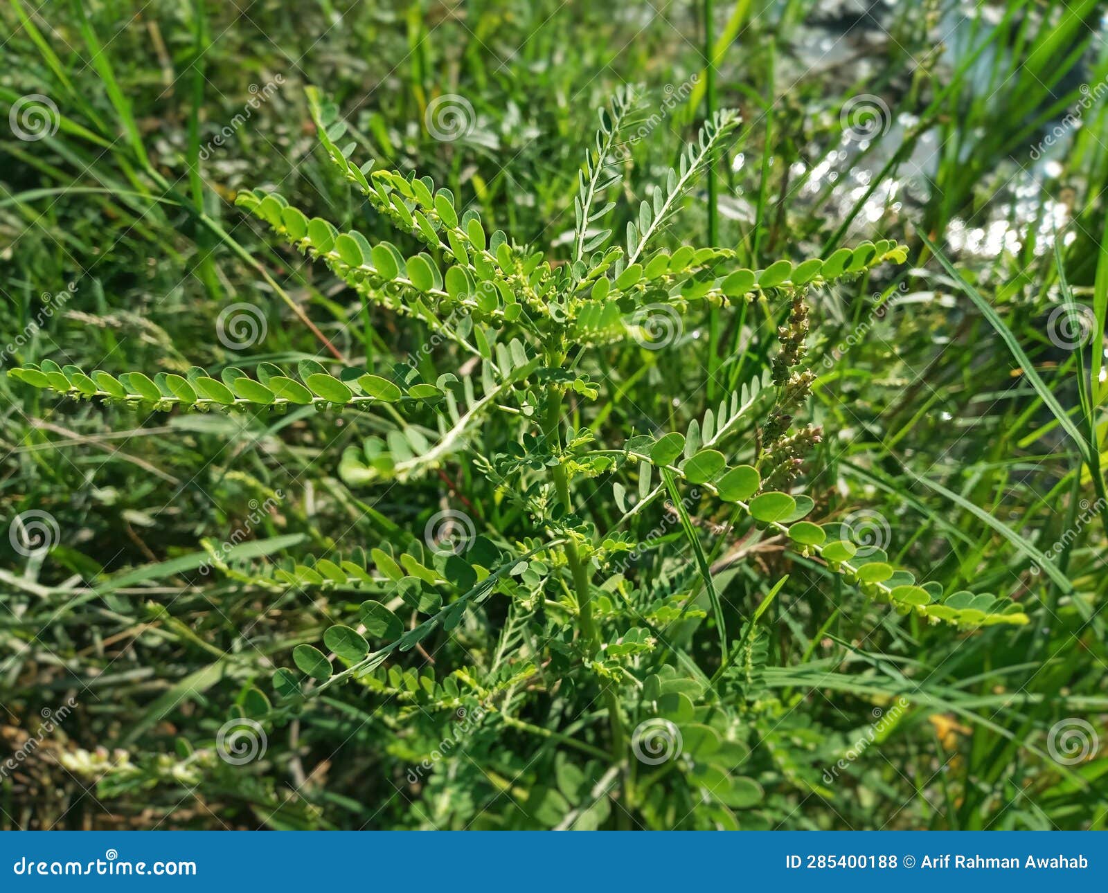 Selective Focus of Phyllanthus Niruri or Gale of the Wind Plant at the ...