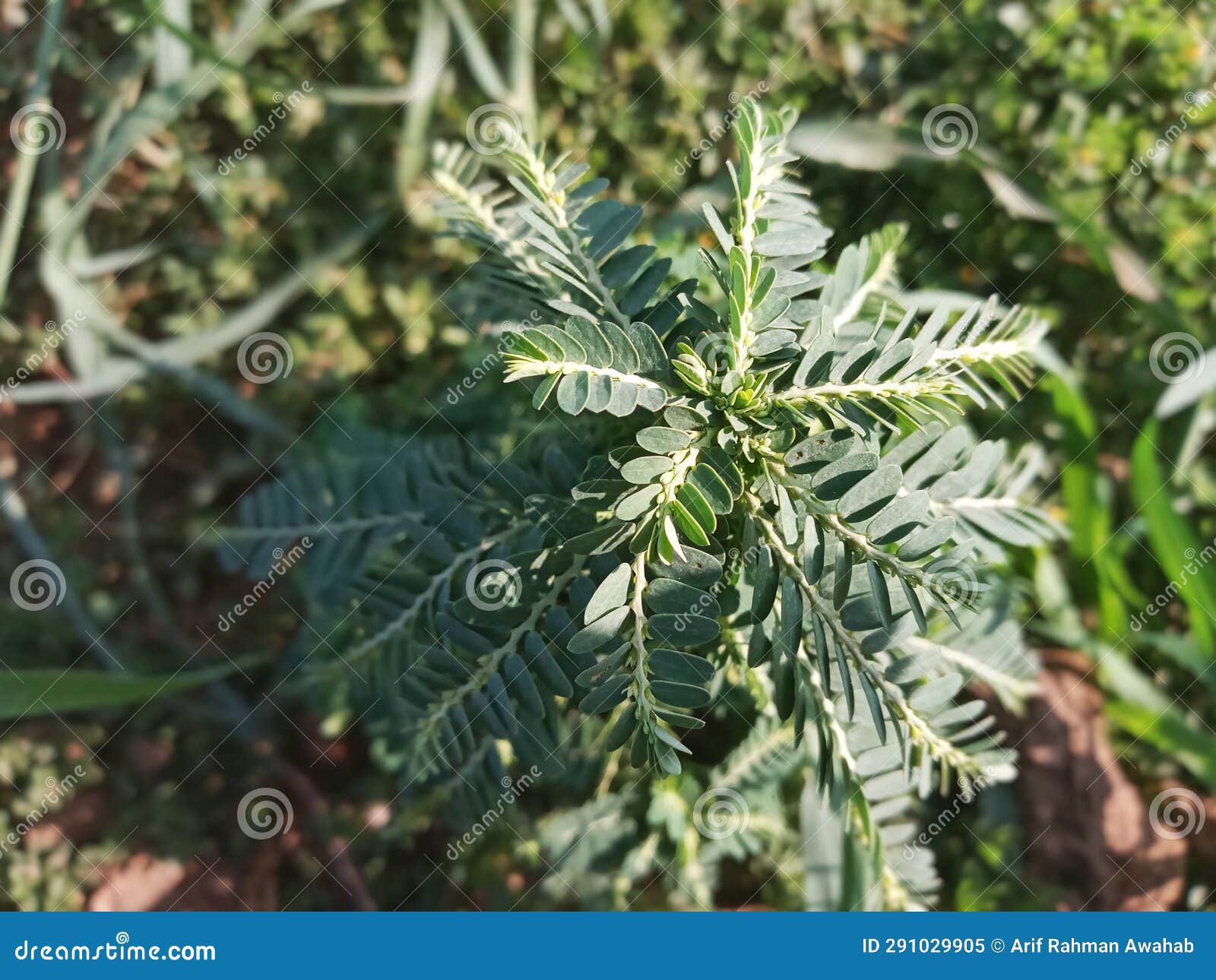 Selective Focus of Phyllanthus Niruri or Gale of the Wind Plant at the ...
