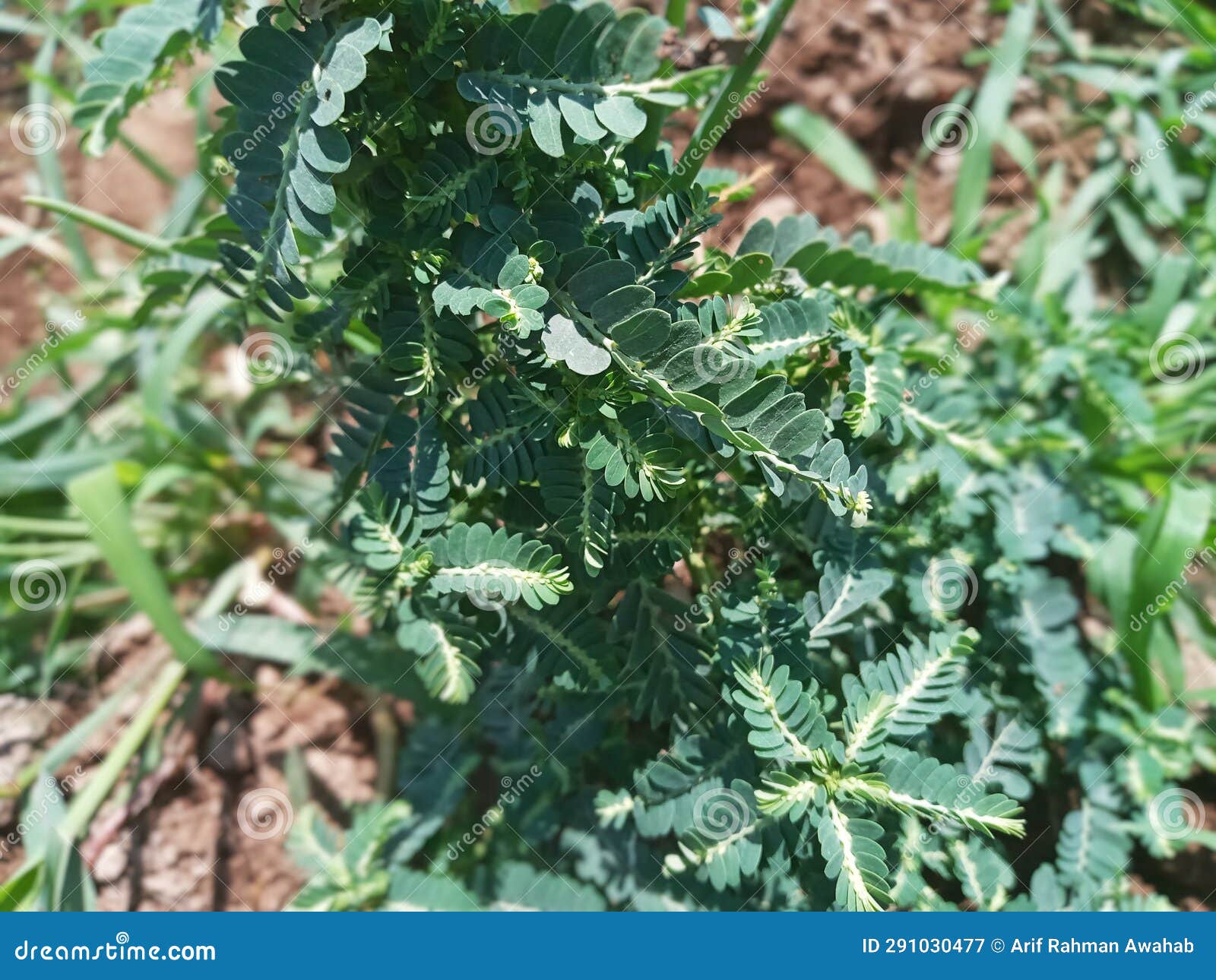 Selective Focus of Phyllanthus Niruri or Gale of the Wind Plant at the ...