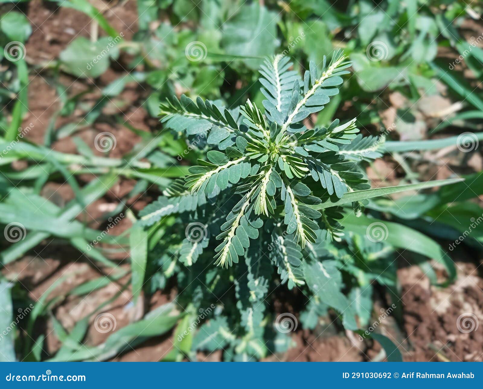 Selective Focus of Phyllanthus Niruri or Gale of the Wind Plant at the ...