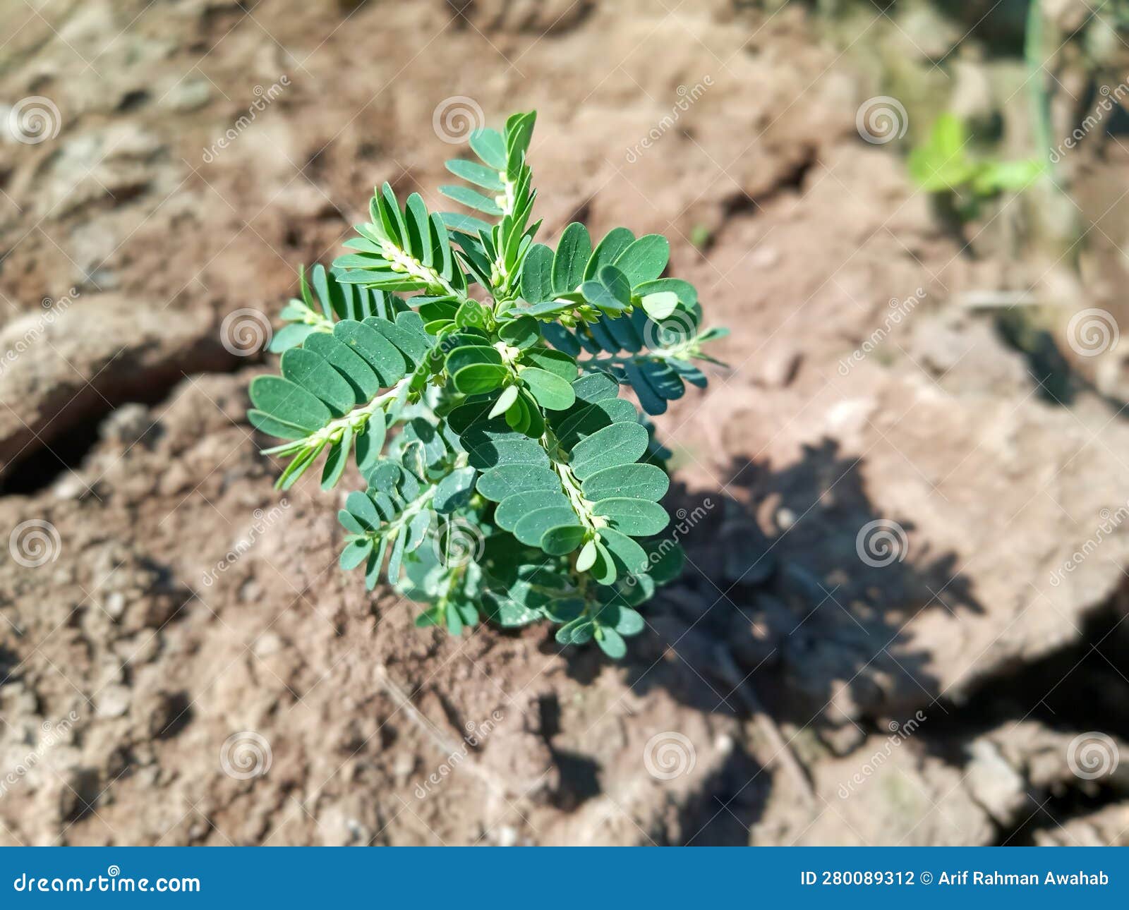 Selective Focus of Phyllanthus Niruri or Gale of the Wind Plant on the ...
