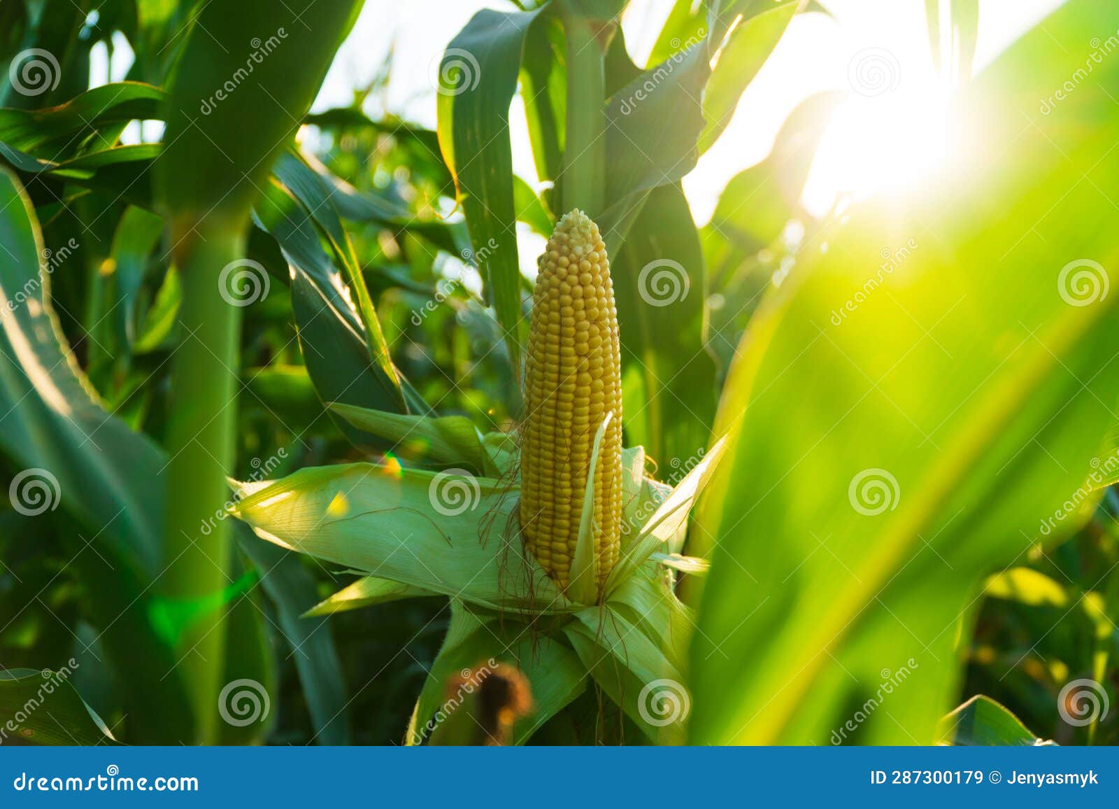 A Selective Focus Picture of Corn Cob in Organic Corn Field. Growing ...