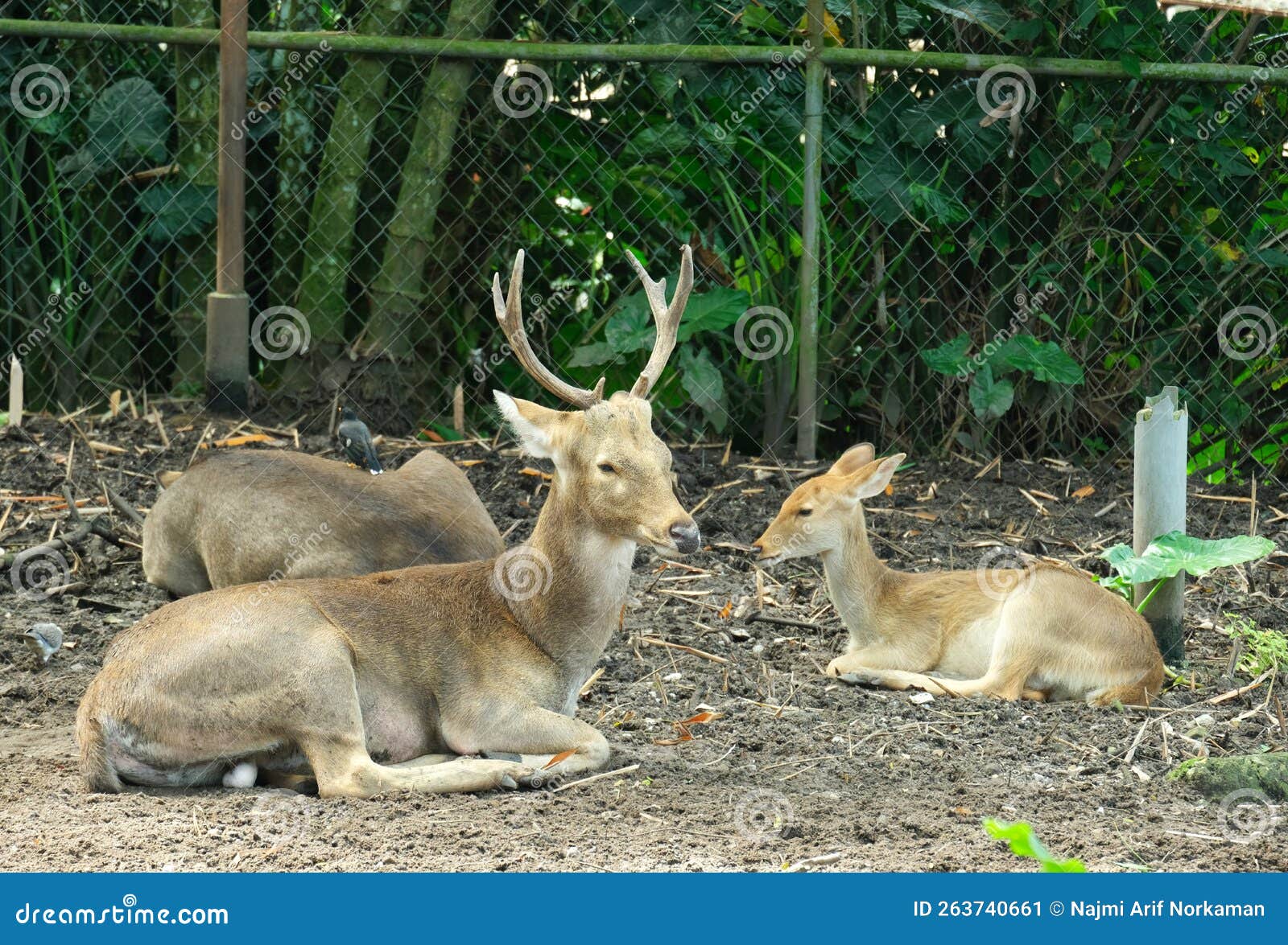 Sitting deer stock image. Image of deer, rutting, nature - 263740661
