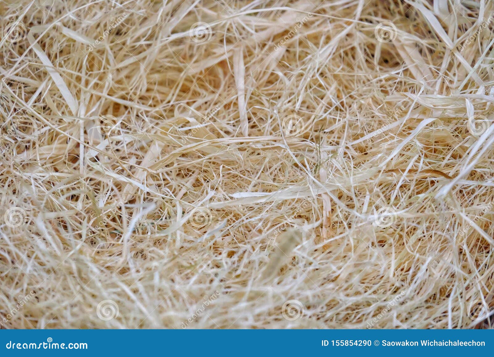 In Selective Focus a Pile of Dried Hay Stock Photo - Image of bale ...