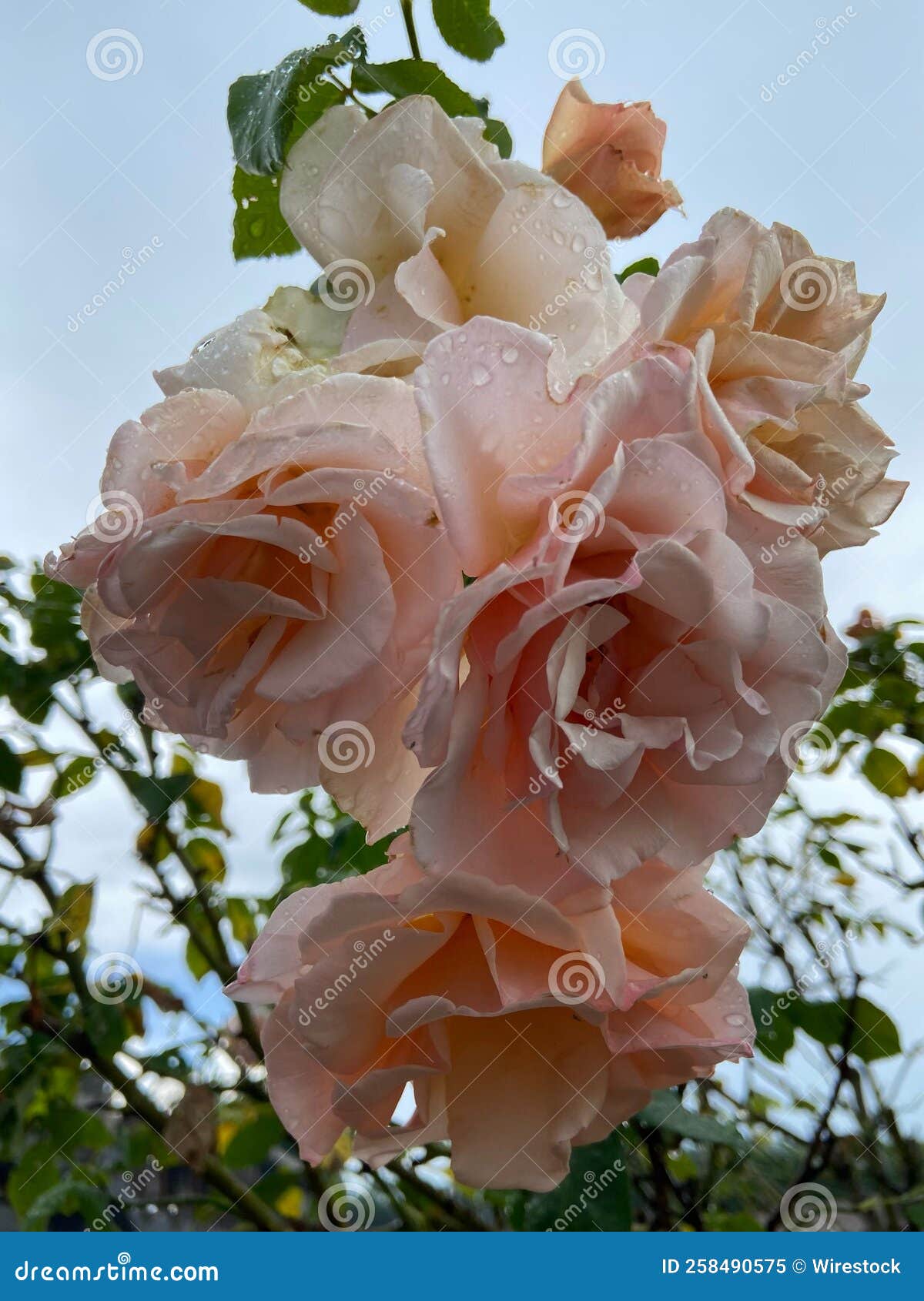 Selective Focus of Pink Blend Climbing Roses with Dew Drops on a ...
