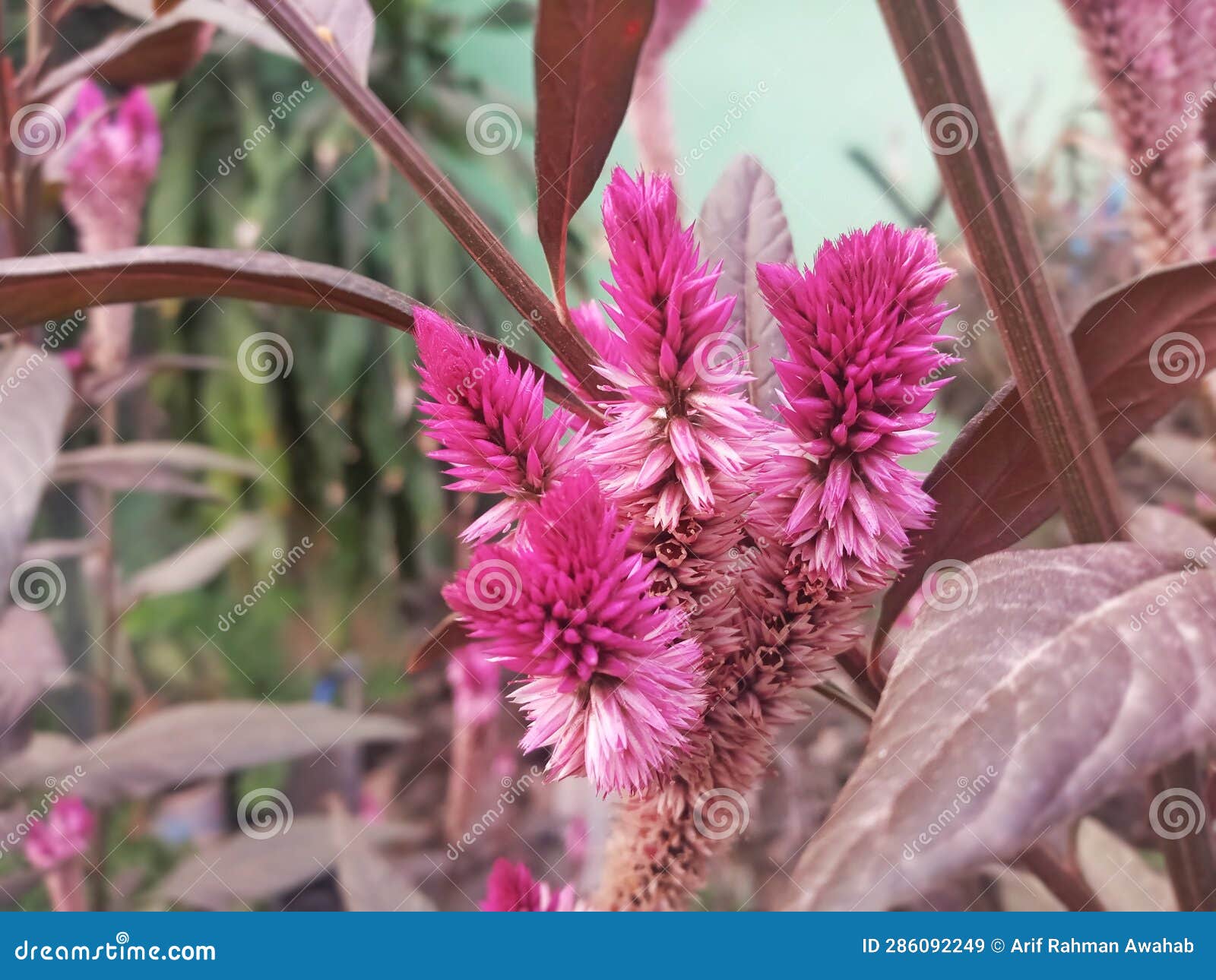 Selective Focus of Pink Celosia Argentea Flower or Known As Quail Grass ...