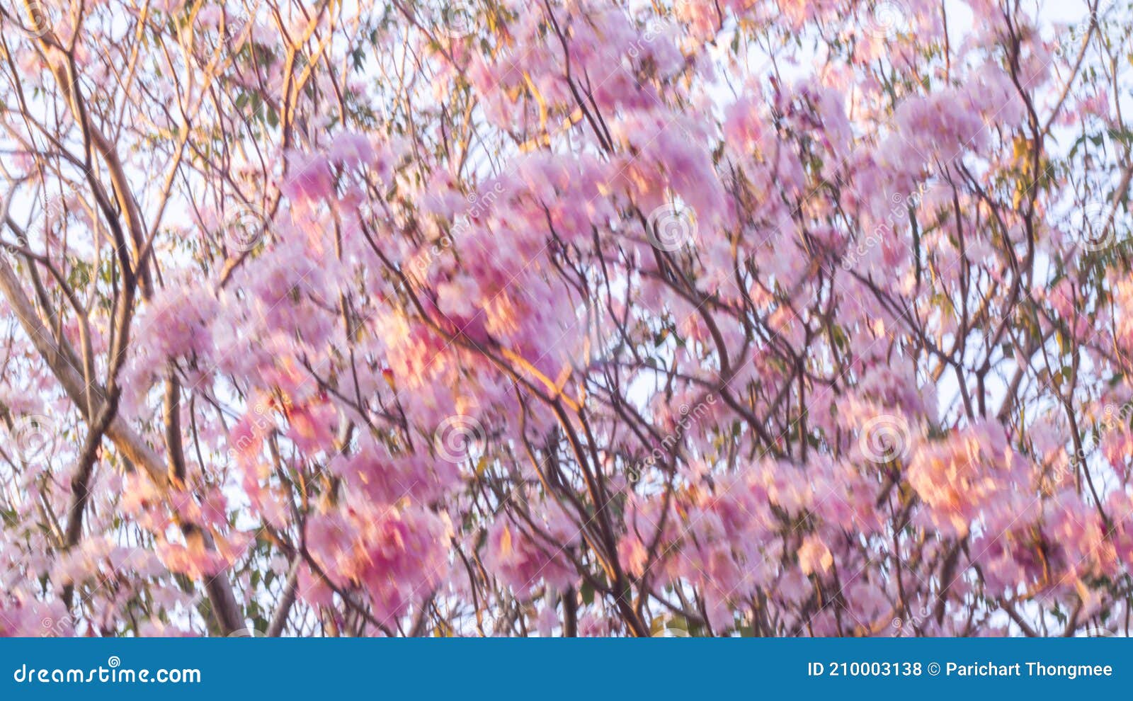 Selective Focus of Pink Flowers in Bloom. Best Spring Background Stock ...