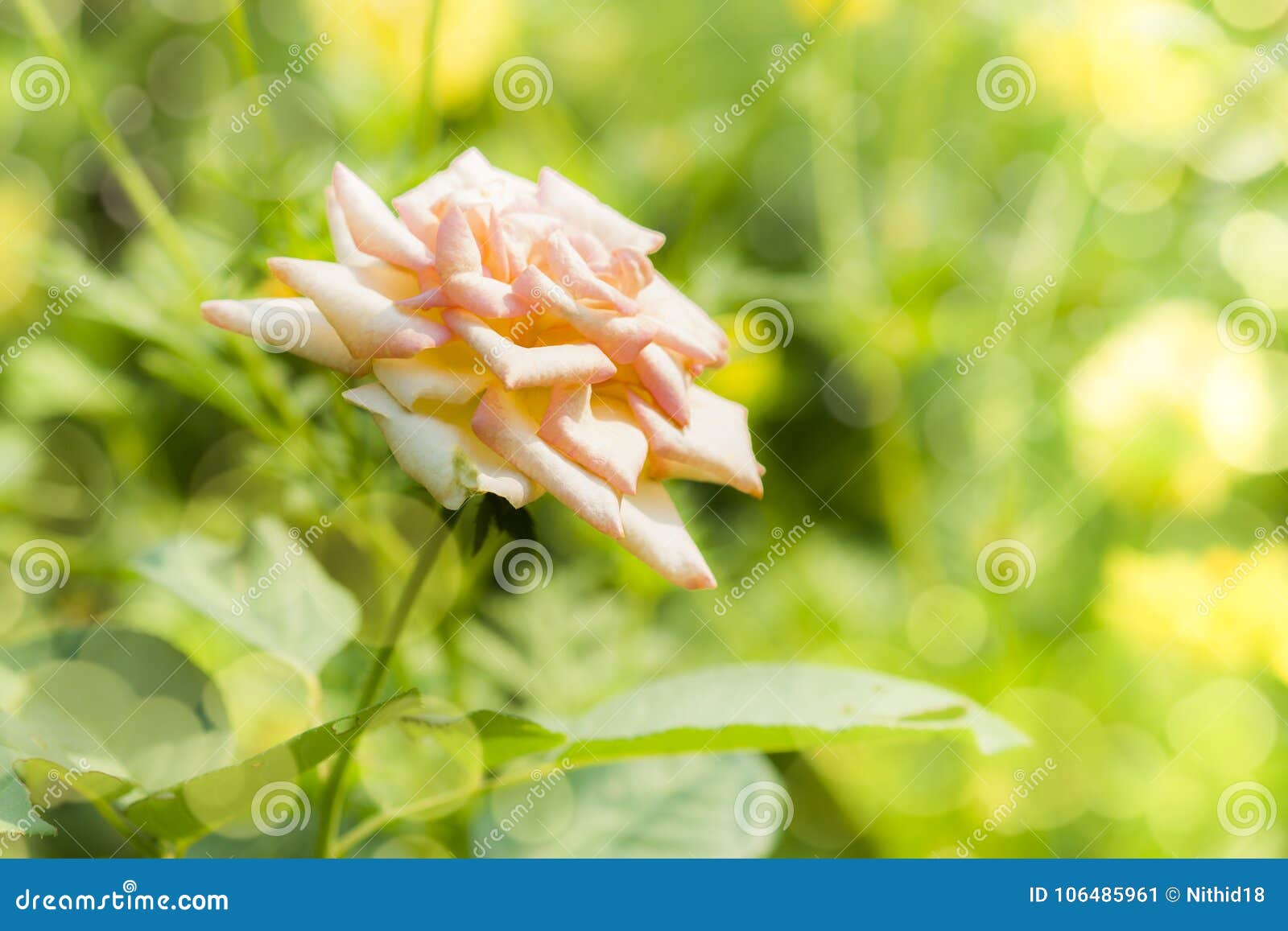 Selective Focus of Pink Rose Stock Image - Image of field, effect ...