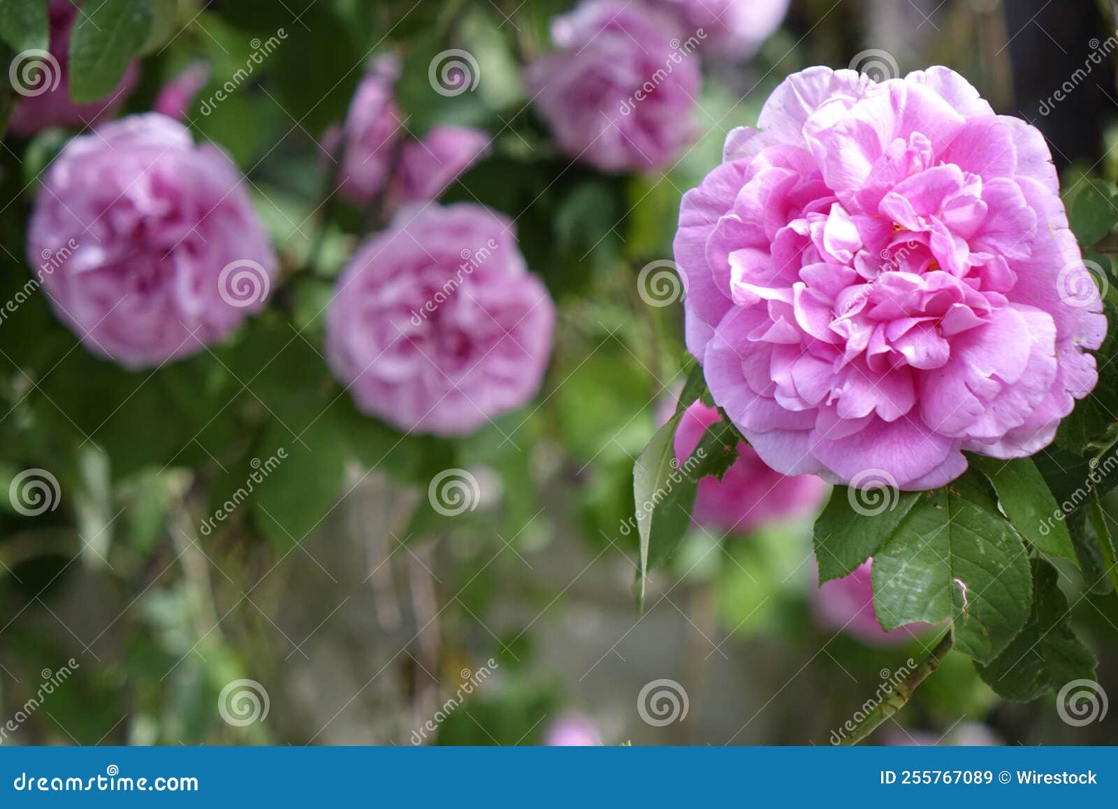 Selective Focus of Pink Roses Growing on Green Shrubs in Sunlight Stock ...